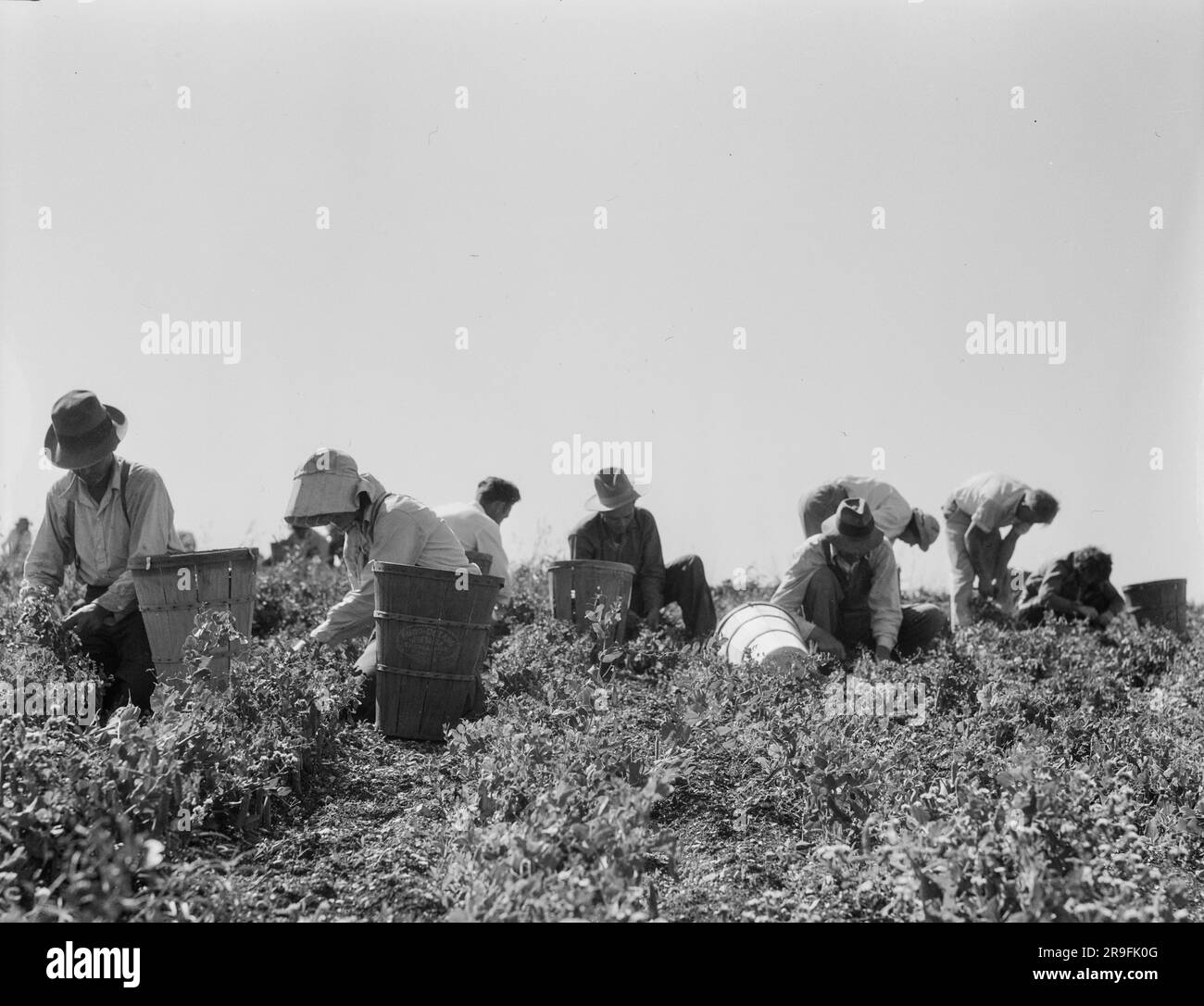 Photographer Dorothea Lange photographs America during and after the ...