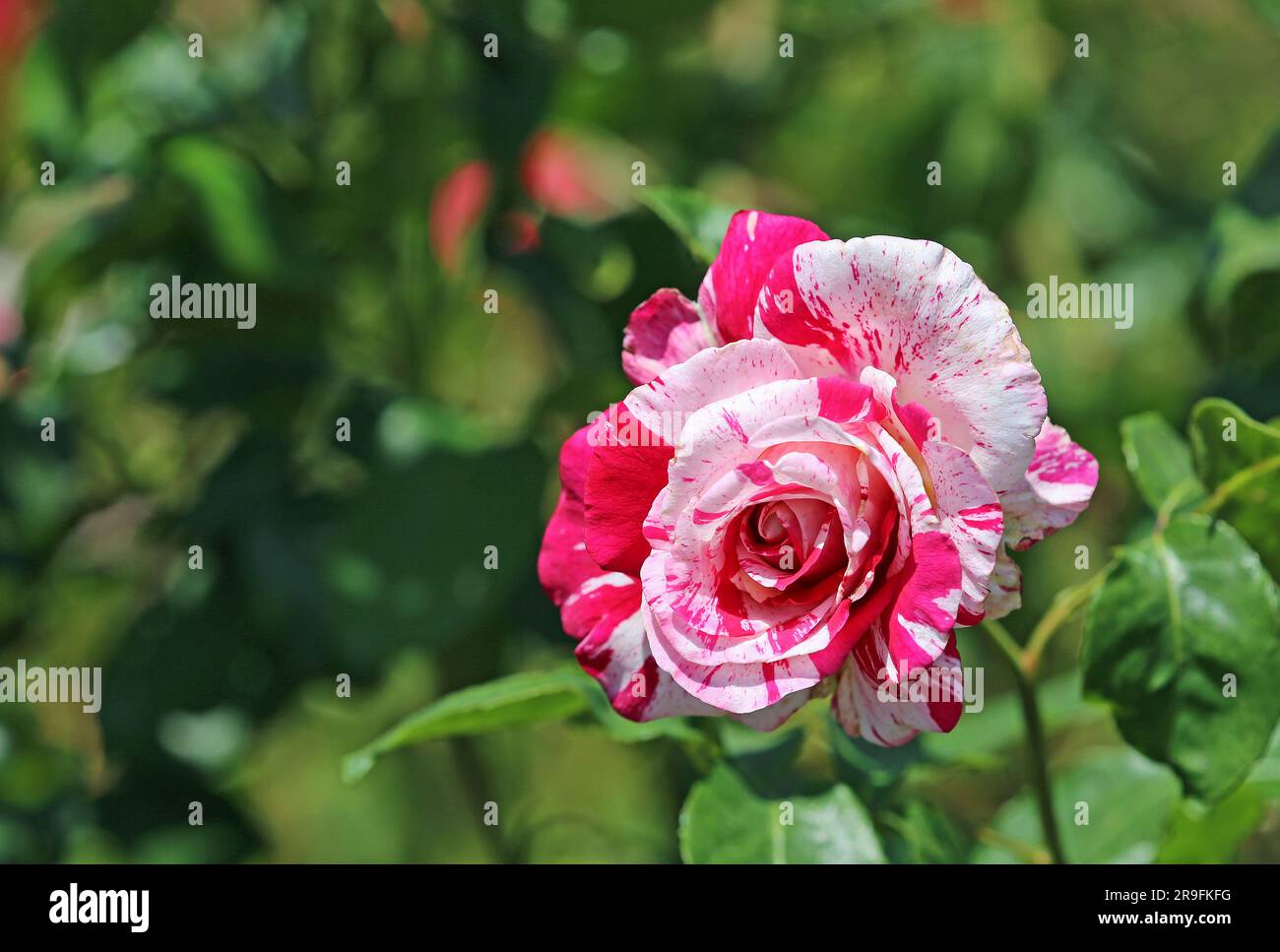 Pink striped rose hi-res stock photography and images - Alamy