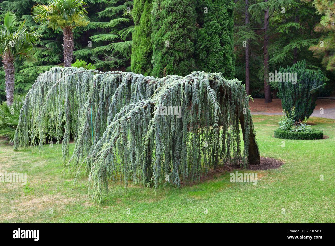 Beautiful forest many cedar hi-res stock photography and images - Alamy