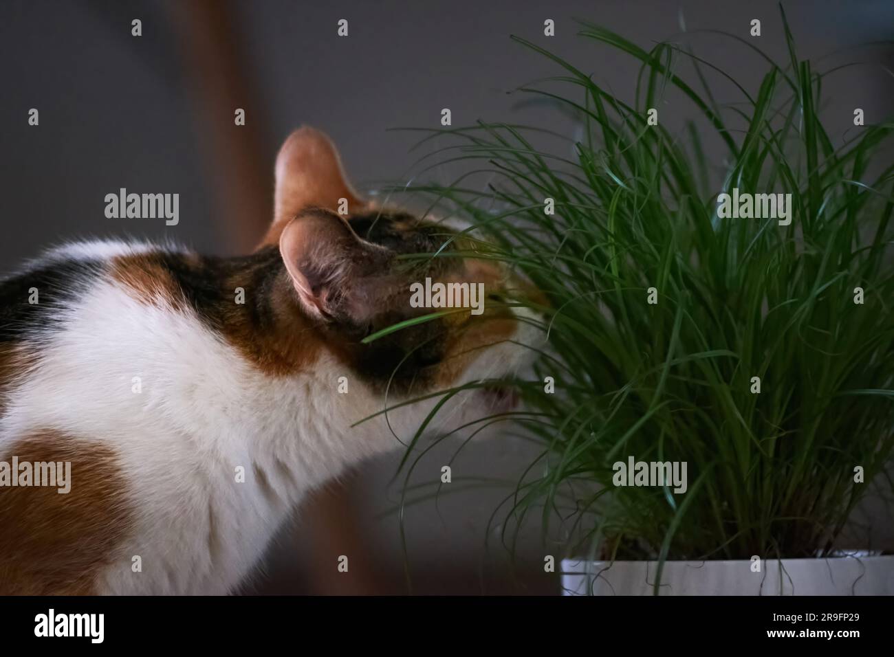 Tricolor calico cat eating green grass at home. Adorable white black ...