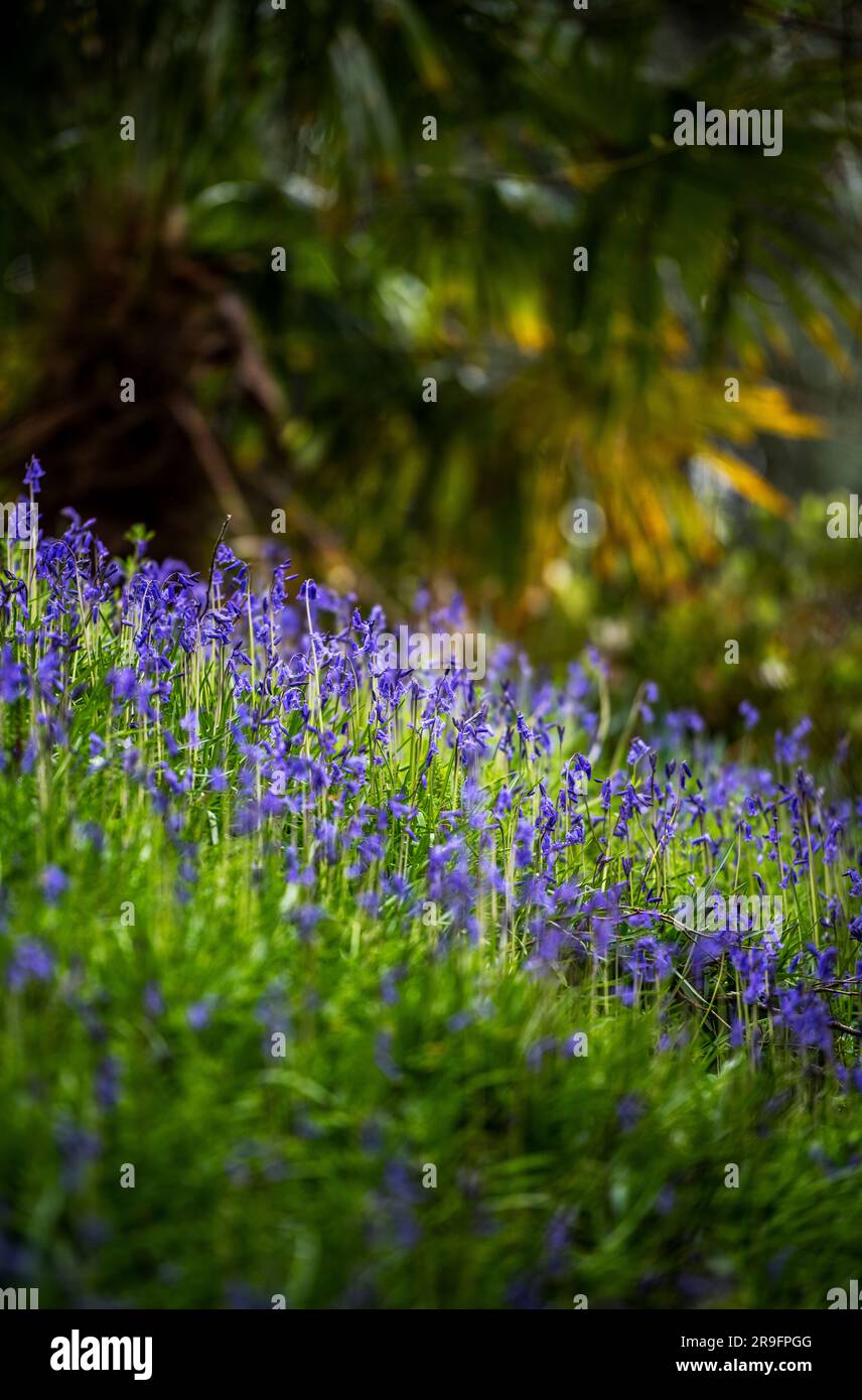 Bluebells in a woodland in Cornwall, England, UK Stock Photo - Alamy