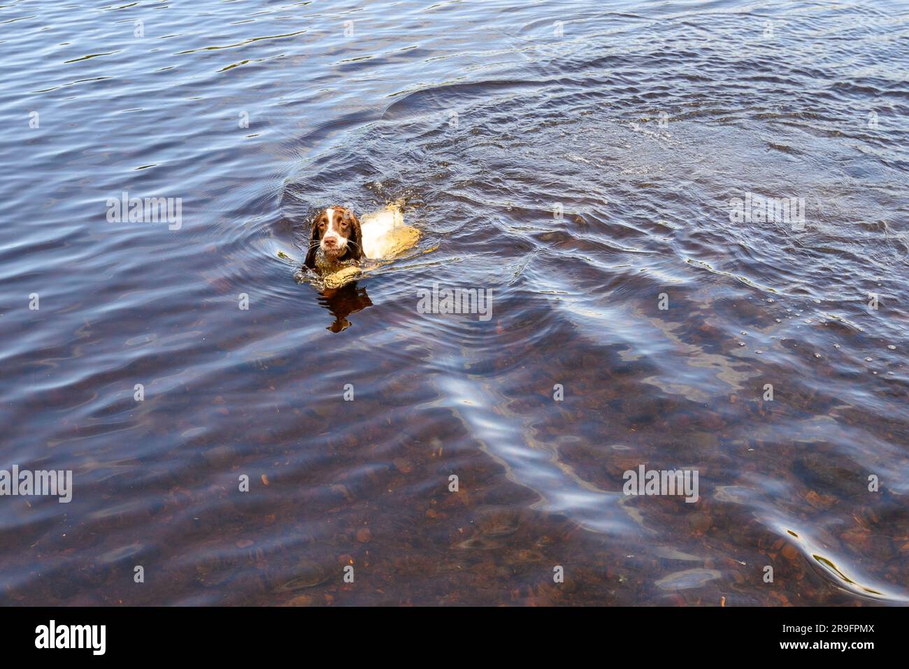 Paddle with dog hi-res stock photography and images - Alamy