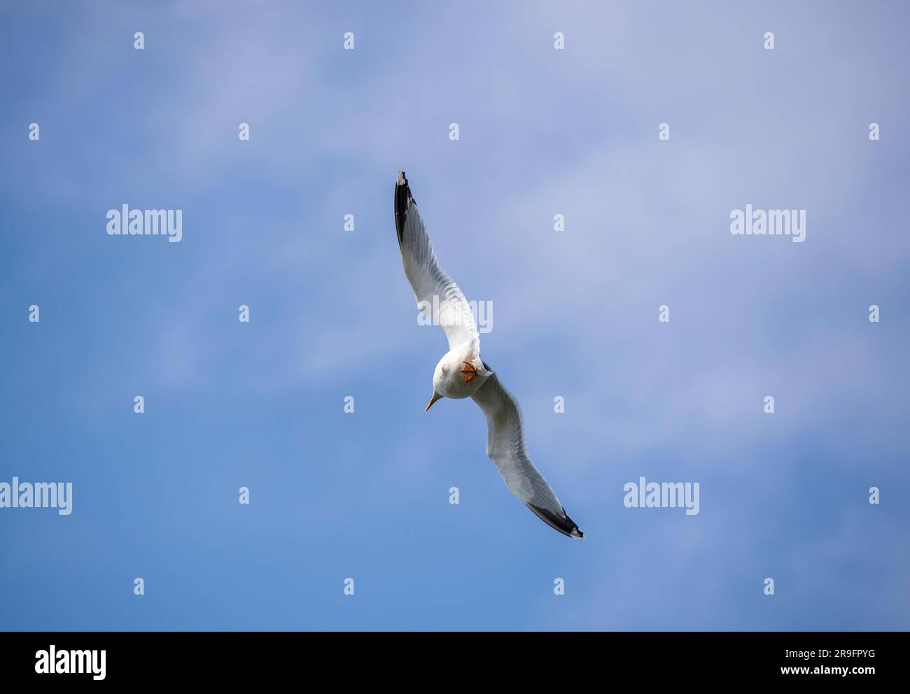 Flying seagull wildlife hi-res stock photography and images - Alamy