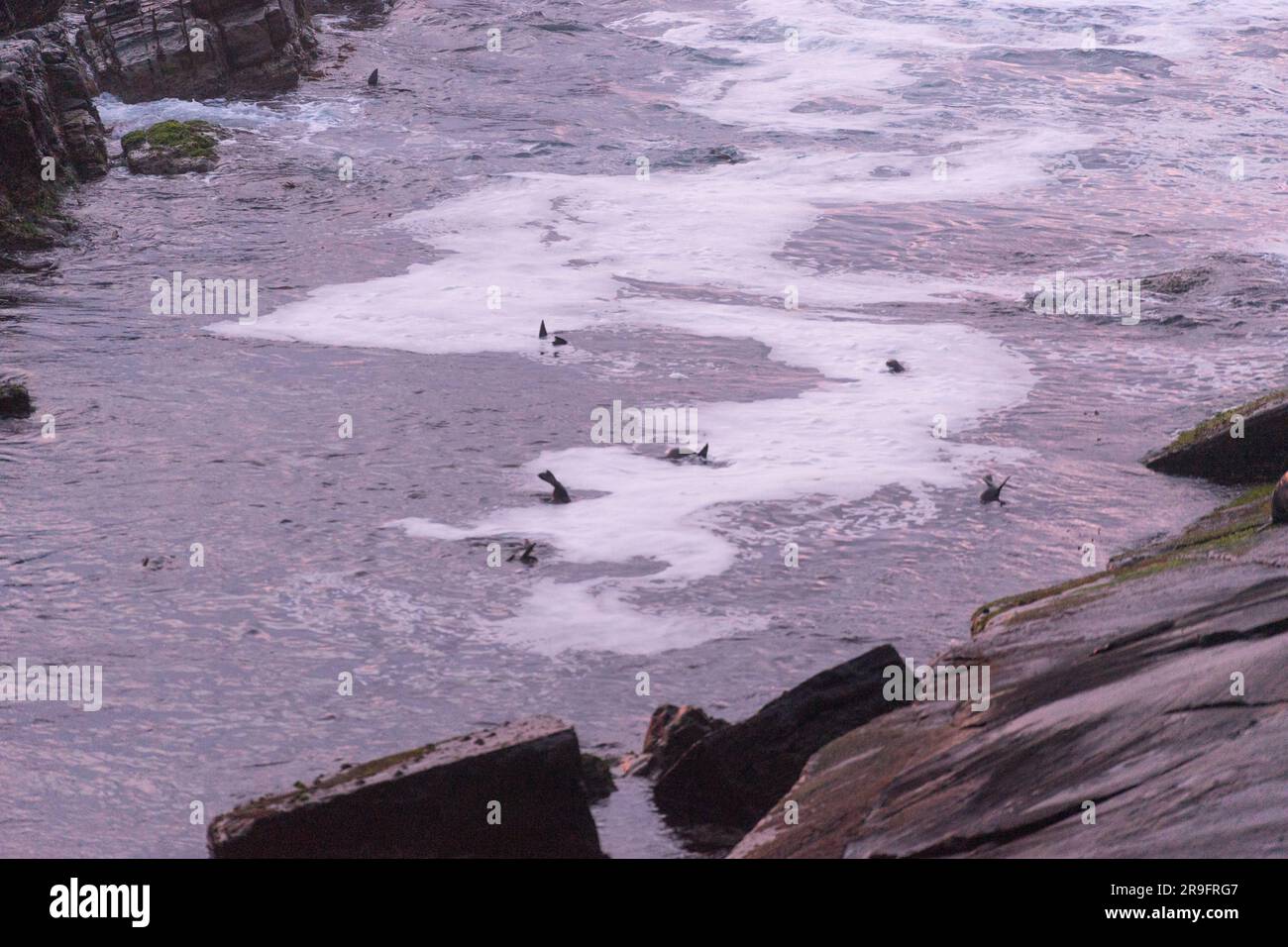 Kangaroo island seal rocks hi-res stock photography and images - Alamy