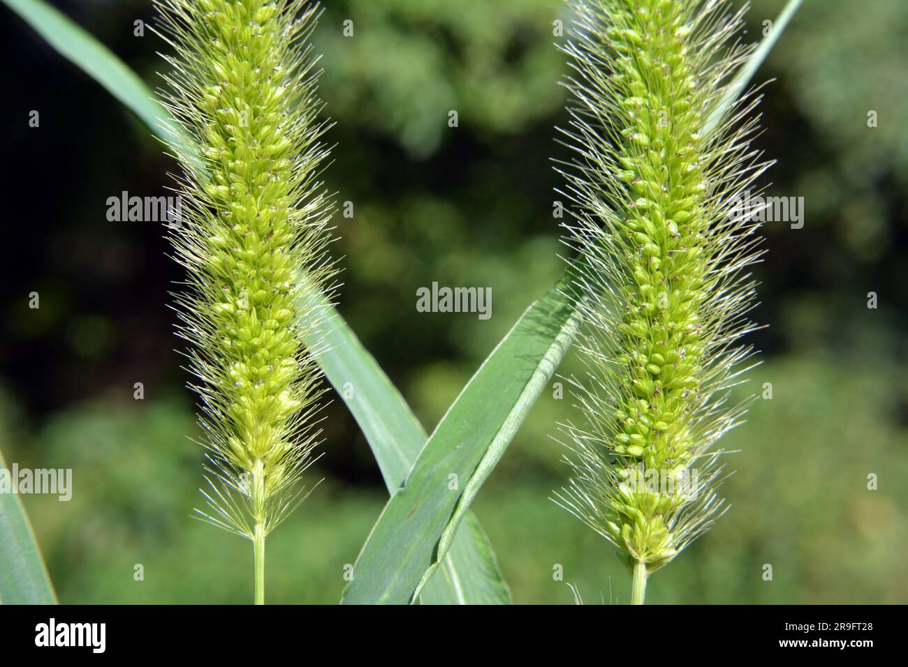 Macro setaria pumila in field hi-res stock photography and images - Alamy