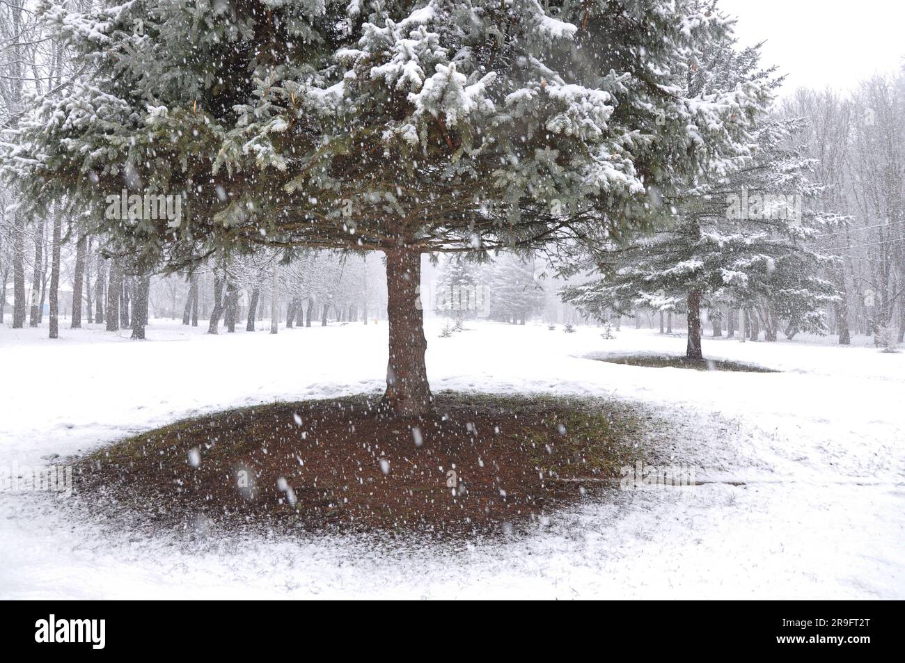 Winter blizzard with wind, snow and frost Stock Photo - Alamy