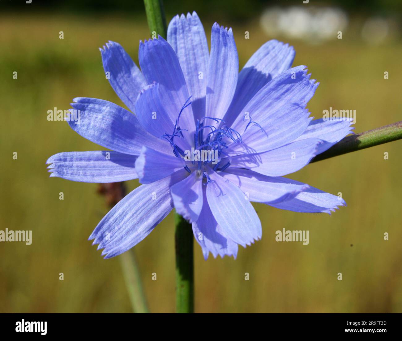 Wild chicory blossom hi-res stock photography and images - Alamy