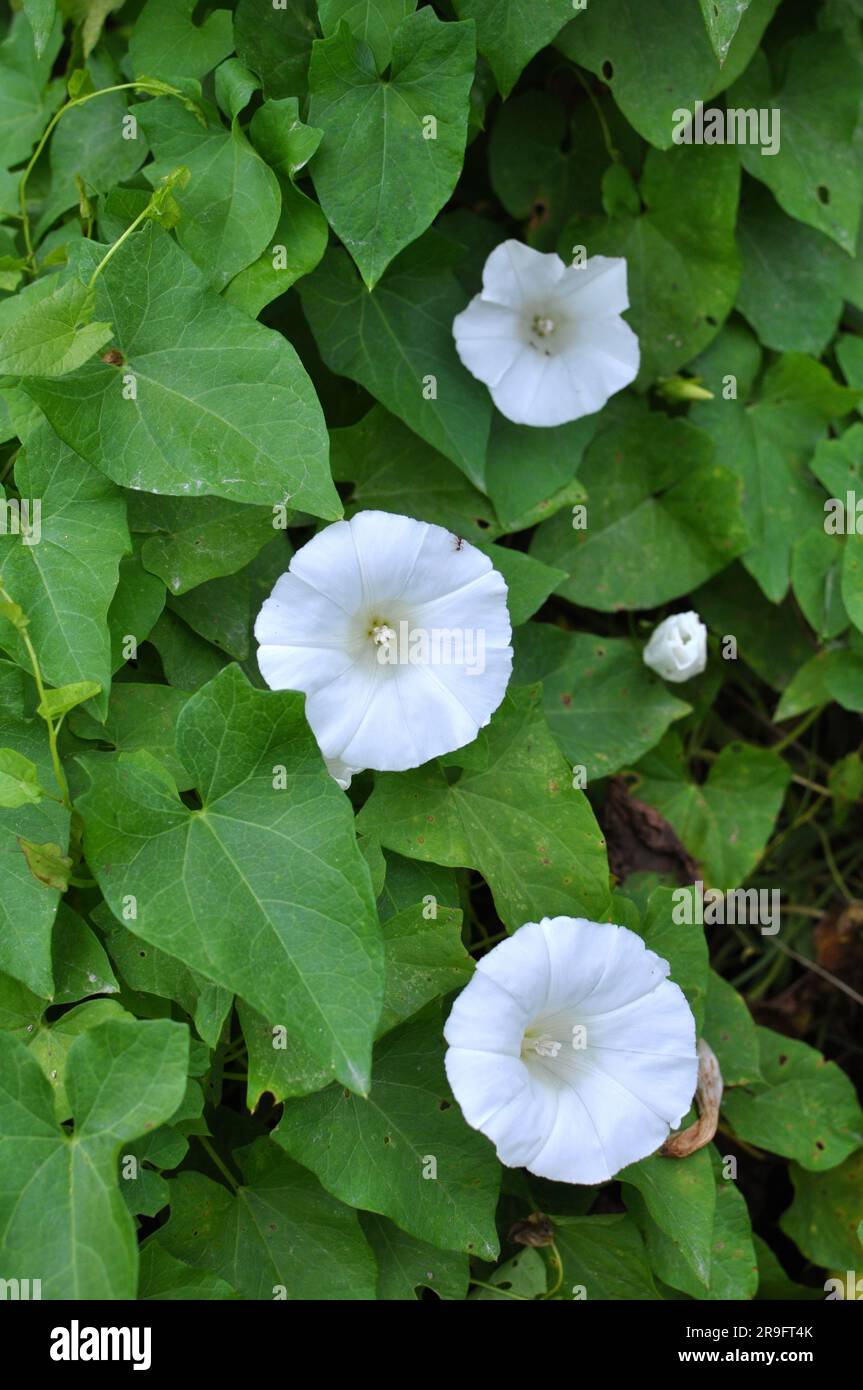 The plant bindweed Calystegia sepium grows in the wild Stock Photo - Alamy