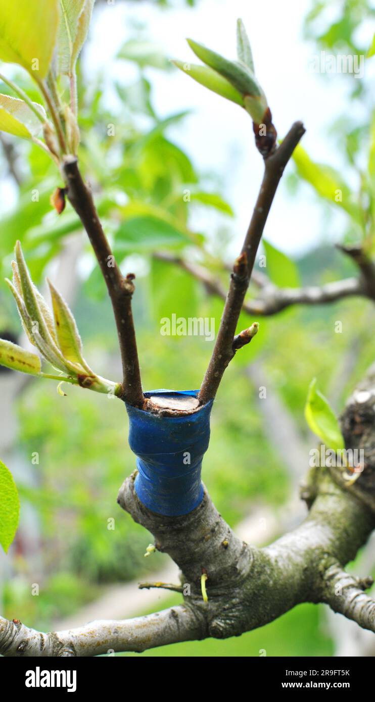 Graft fruit tree hi-res stock photography and images - Alamy