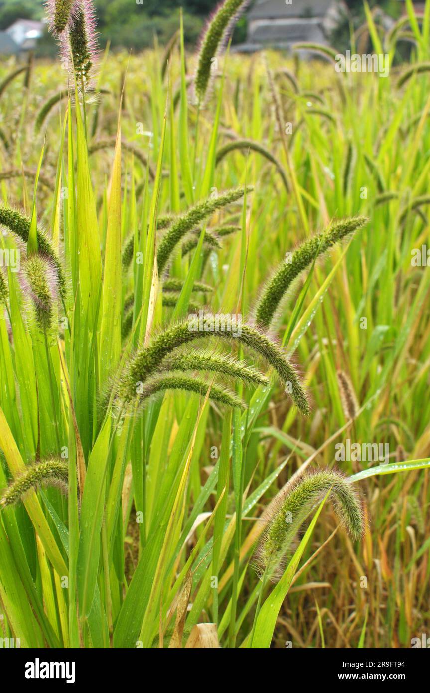 Agriculture wildlife hi-res stock photography and images - Alamy