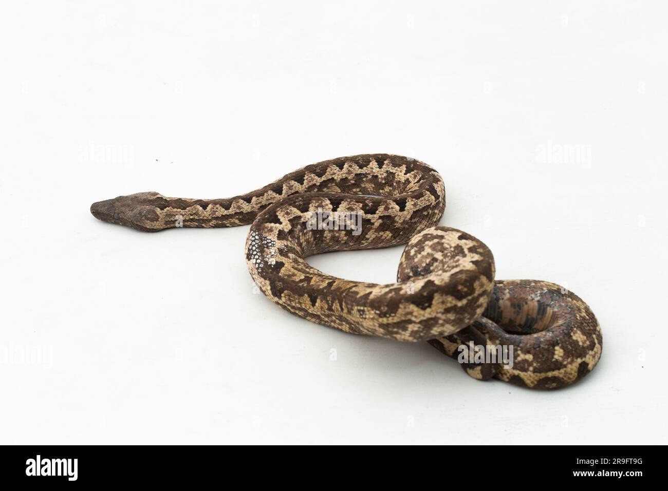 Solomon island ground boa snake or Candoia carinata paulsoni isolated ...