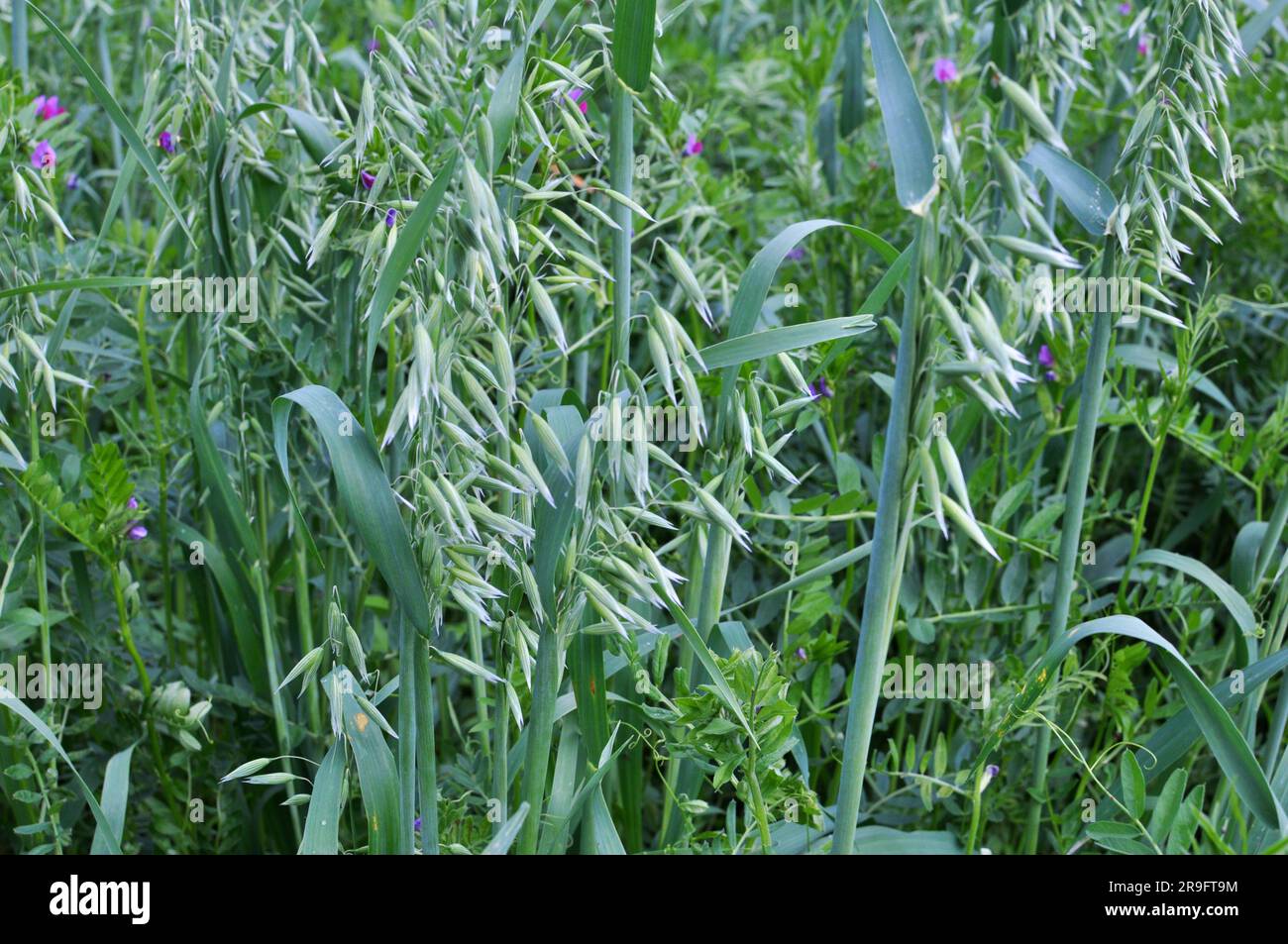 In a mixture with other forage grasses in the field grows oats Stock ...