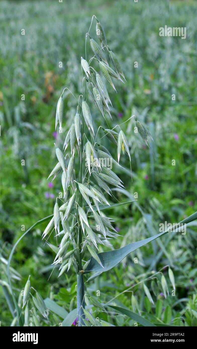 In a mixture with other forage grasses in the field grows oats Stock ...