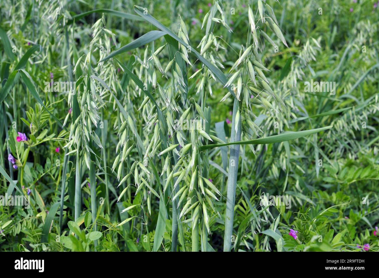In a mixture with other forage grasses in the field grows oats Stock ...