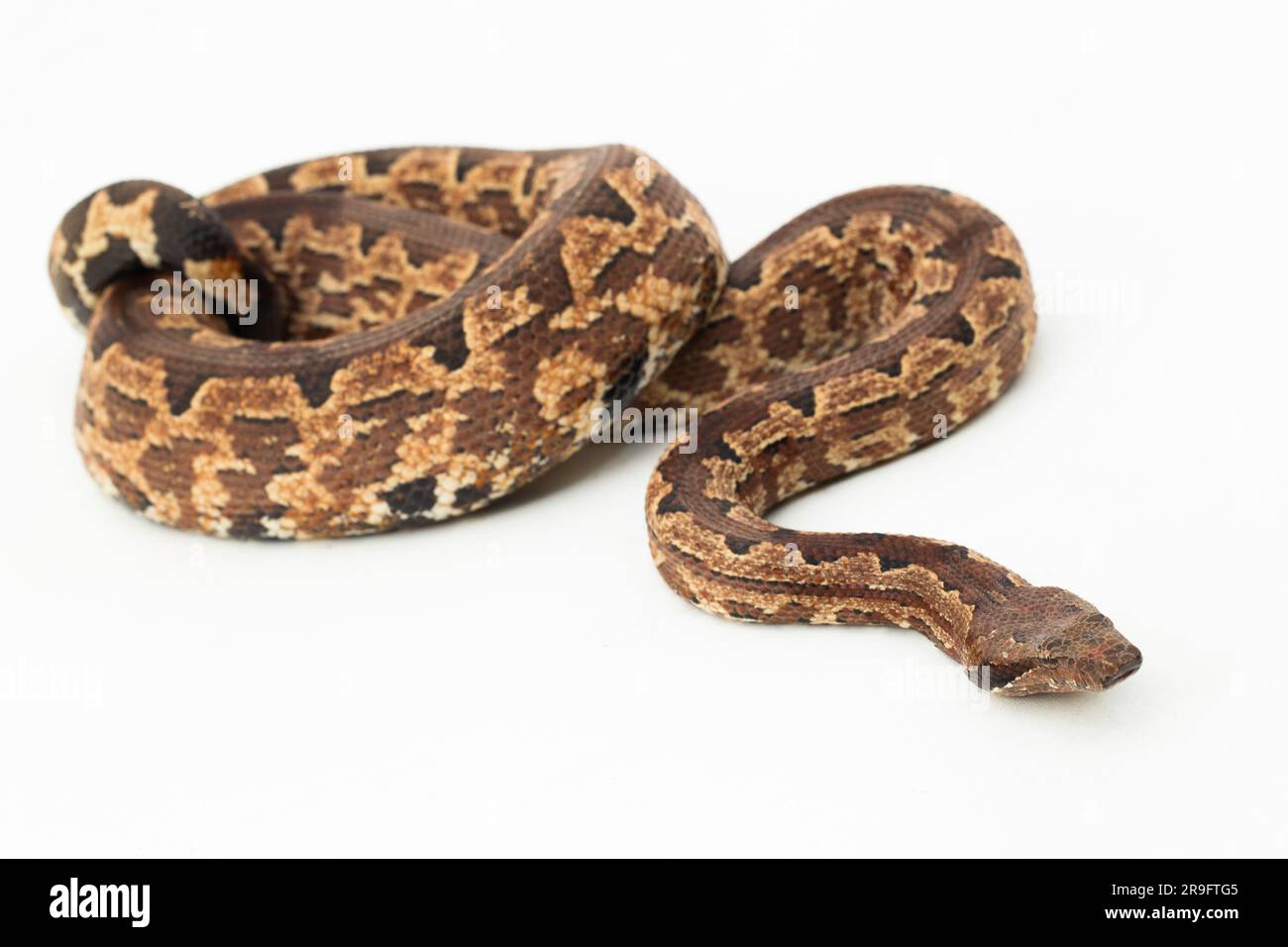 Solomon island ground boa snake or Candoia carinata paulsoni isolated ...