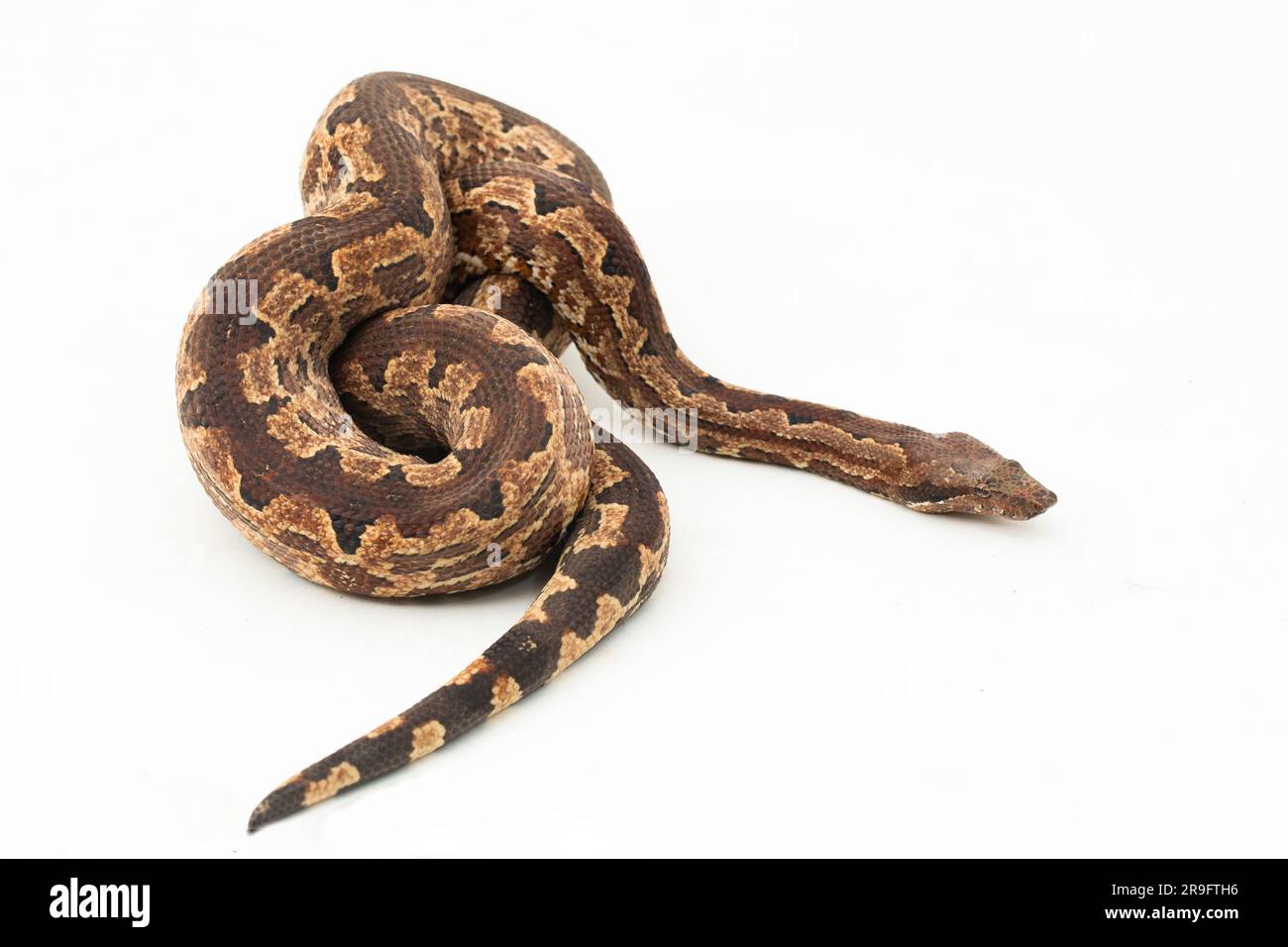 Solomon island ground boa snake or Candoia carinata paulsoni isolated ...