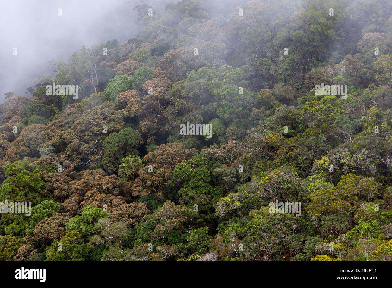 Rainforest of Trus Madi mountain in Sabah, Malaysia Stock Photo - Alamy