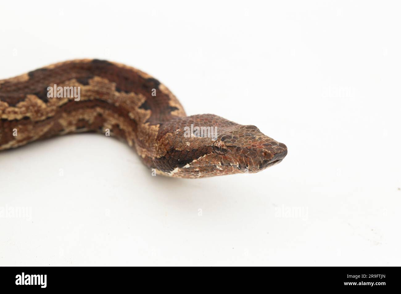 Solomon island ground boa snake or Candoia carinata paulsoni isolated ...