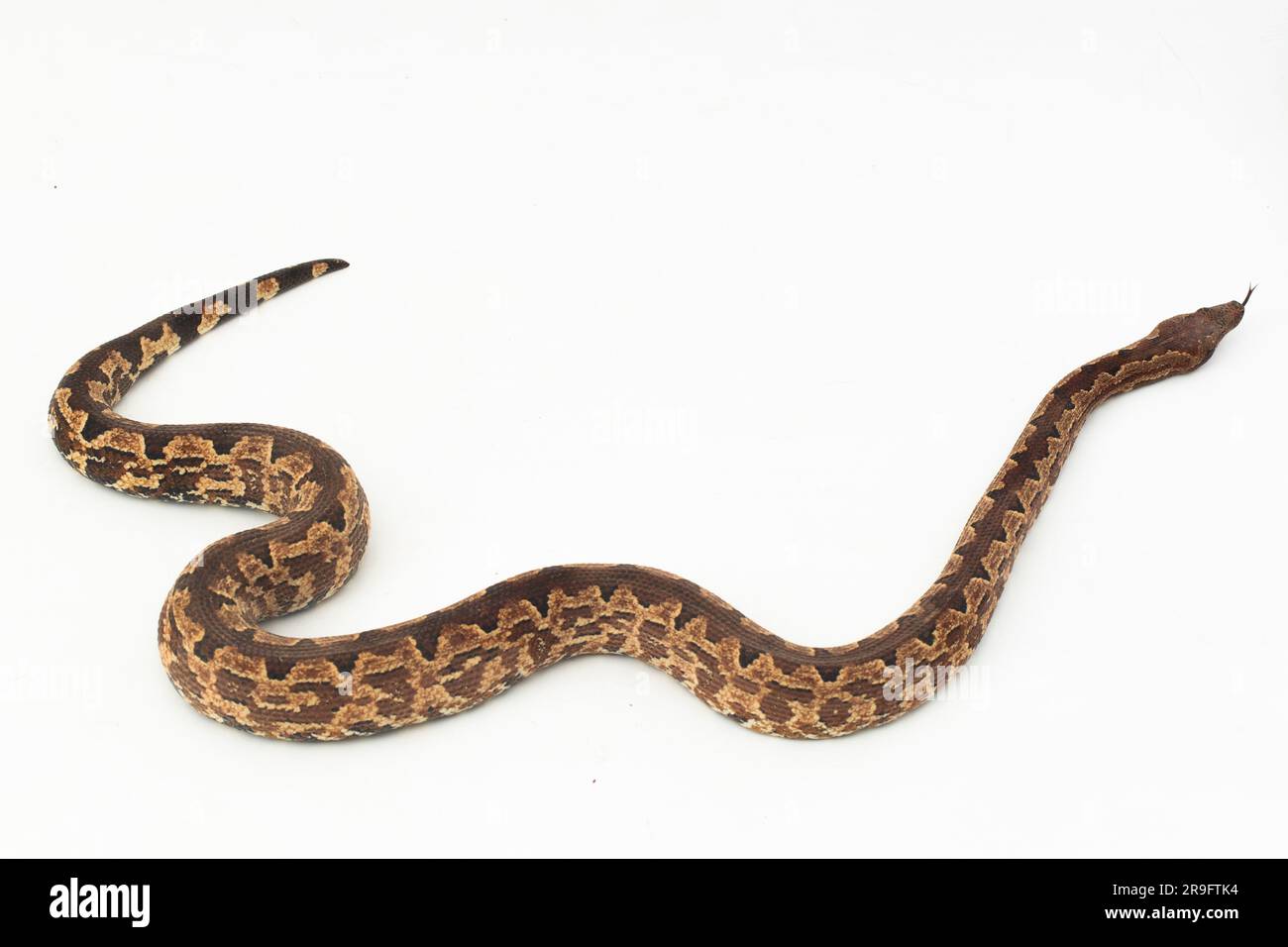 Solomon island ground boa snake or Candoia carinata paulsoni isolated ...