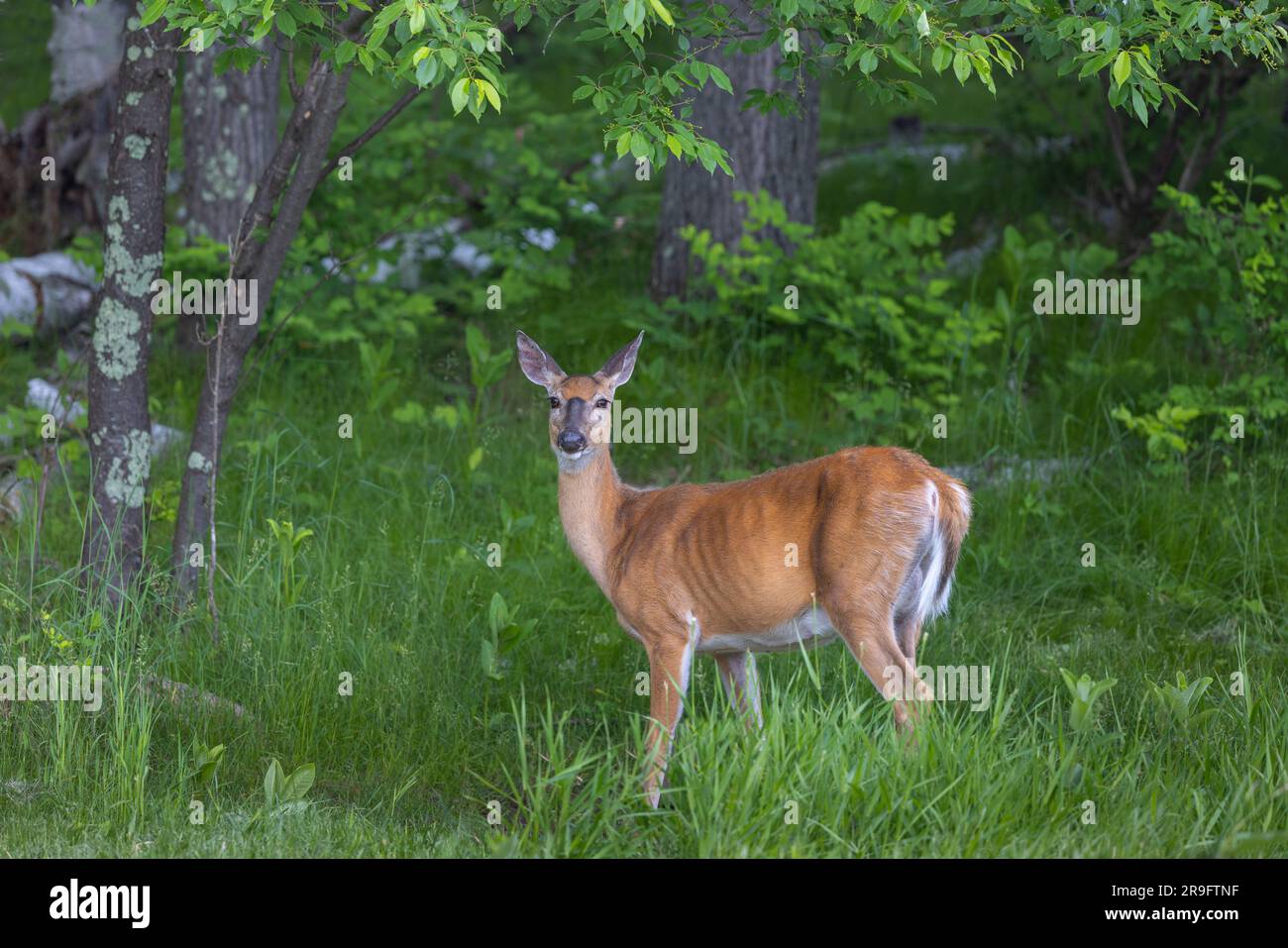 White-tailed doe next to the forest's edge in northern Wisconsin Stock ...