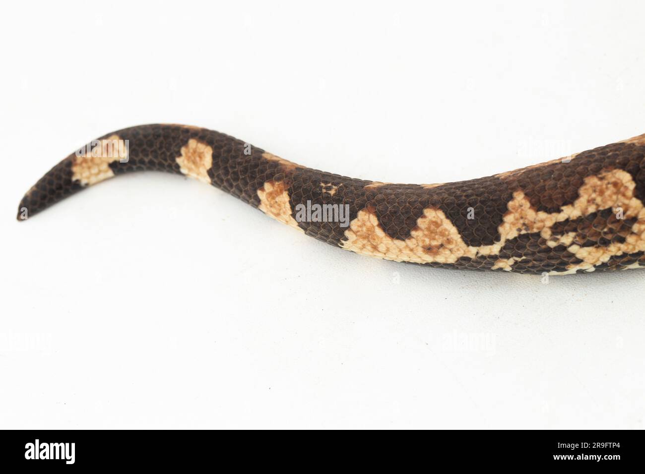 Solomon island ground boa snake or Candoia carinata paulsoni isolated ...