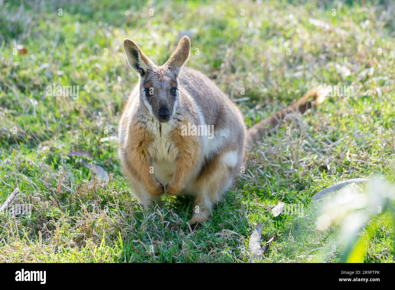 Wallaby in Adelaide zoo Stock Photo - Alamy