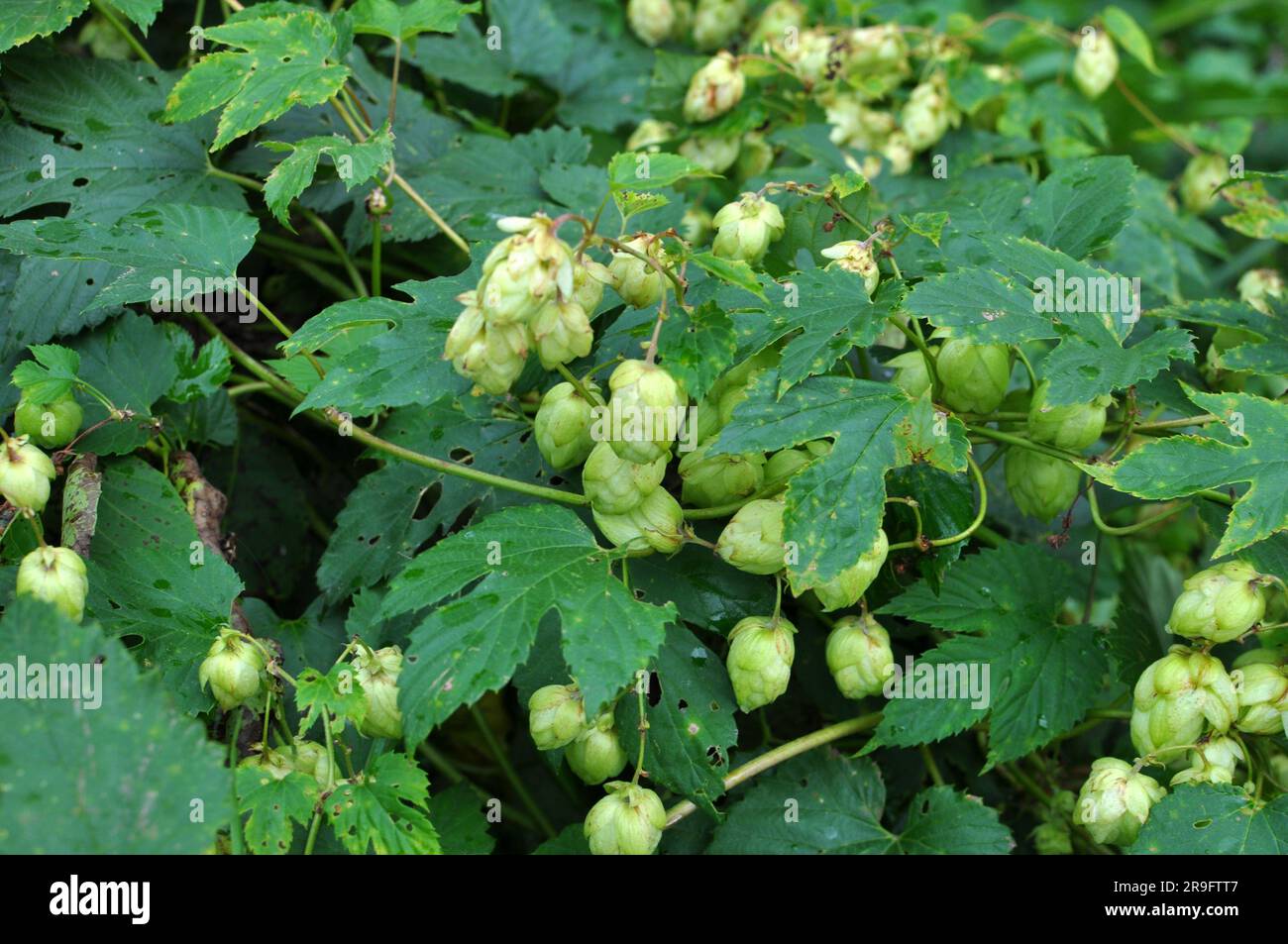 Hop cones grow on the stem of the plant Stock Photo - Alamy