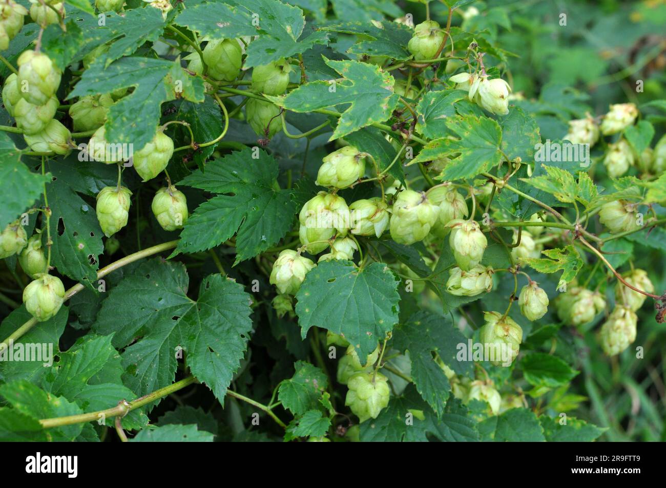 Hop cones grow on the stem of the plant Stock Photo - Alamy