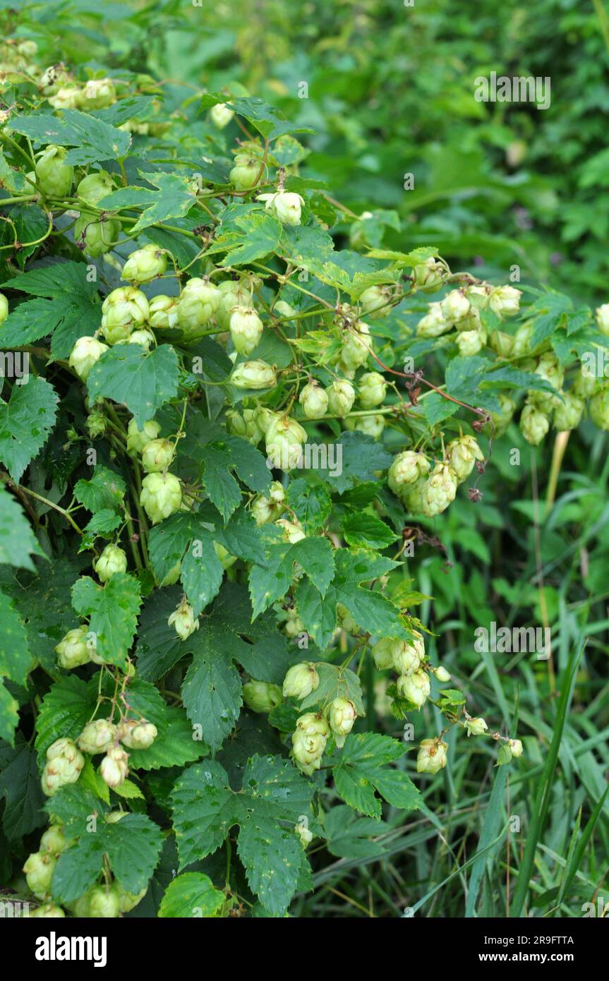 Hop cones grow on the stem of the plant Stock Photo - Alamy
