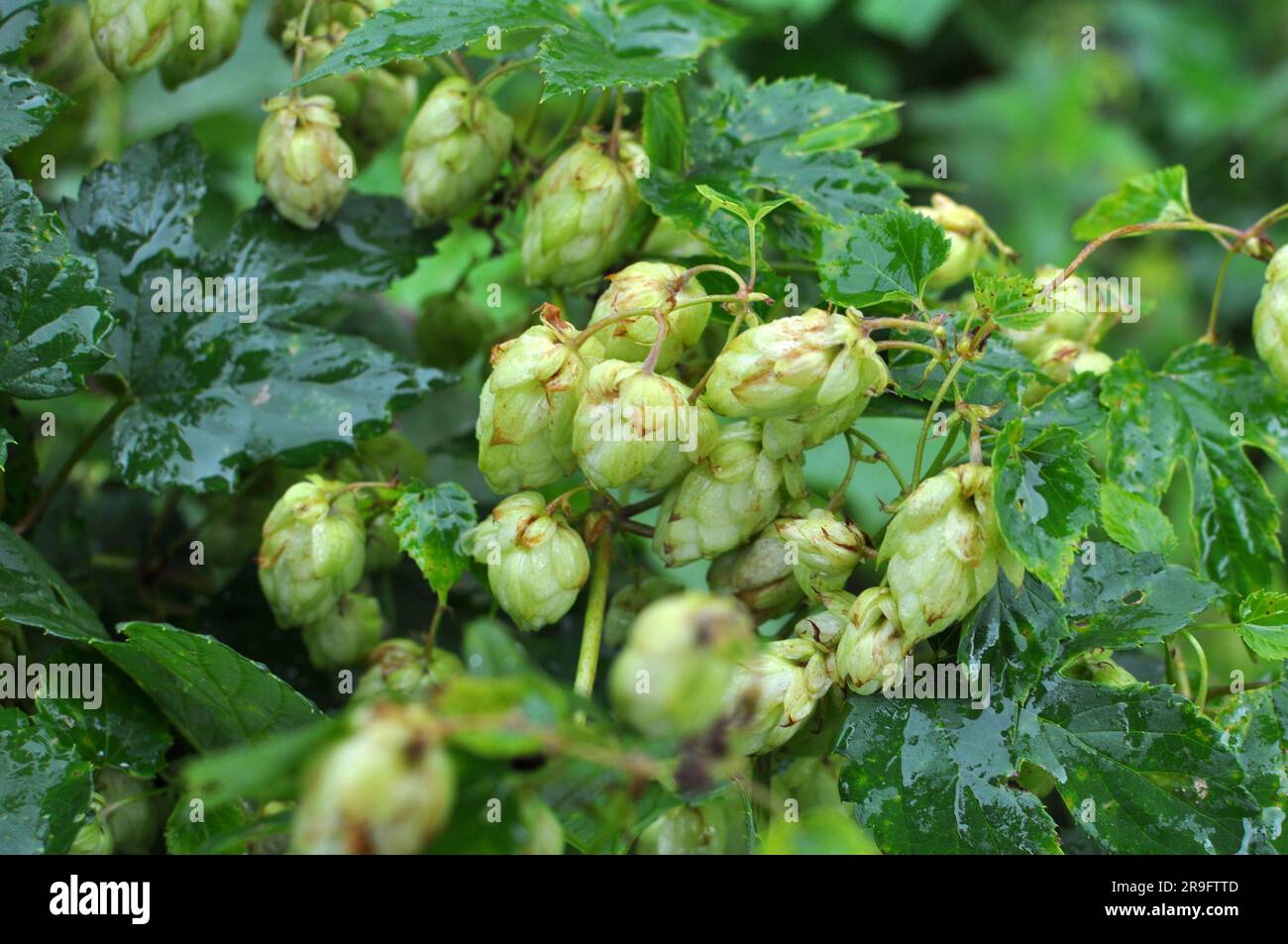 Hop cones grow on the stem of the plant Stock Photo - Alamy