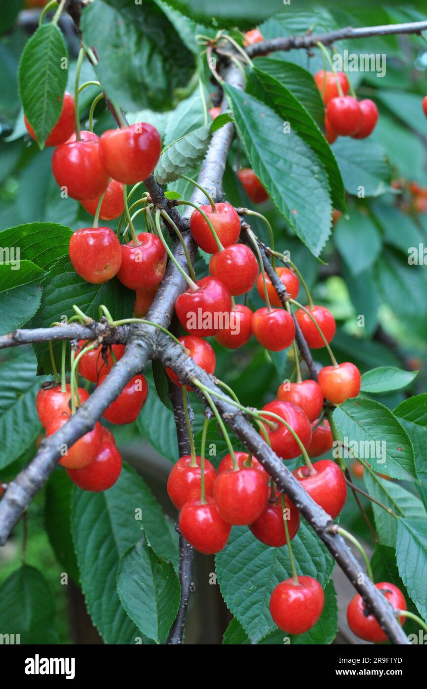 On a tree branch, ripe red berries sweet cherry (Prunus avium Stock ...