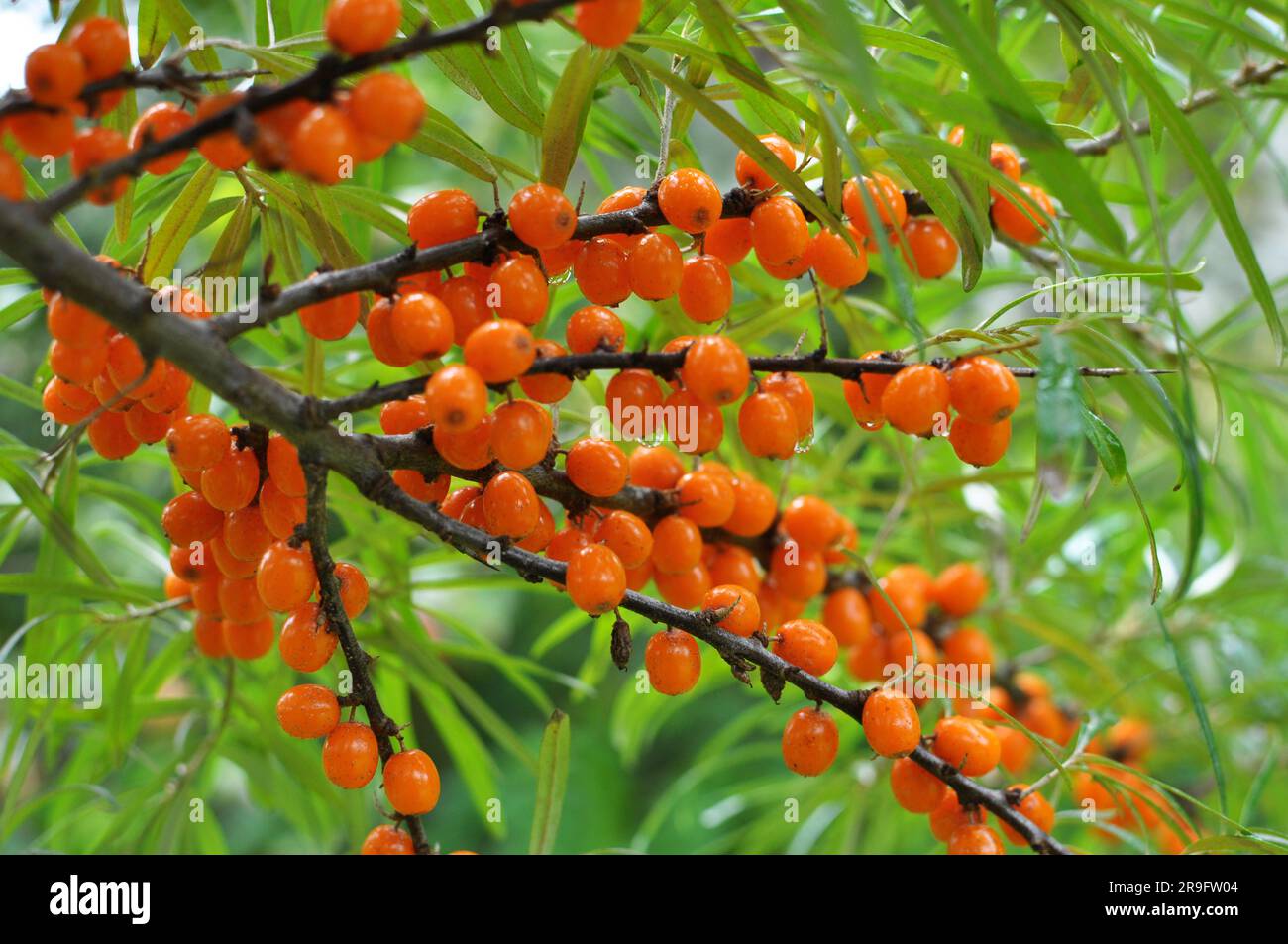 Branch of sea buckthorn (hippophae rhamnoides) with ripe orange berries ...