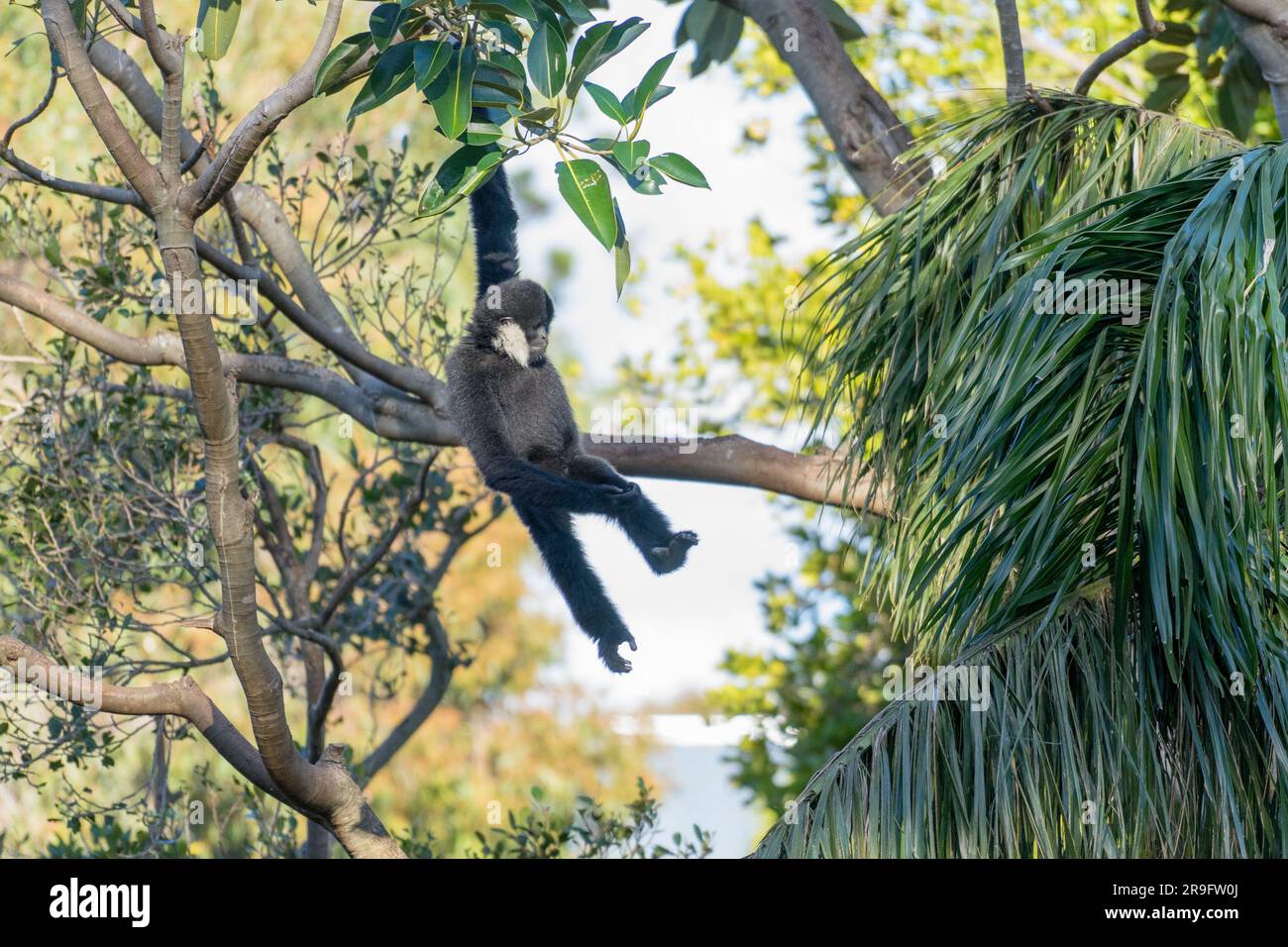Monkeys in Adelaide zoo Stock Photo - Alamy