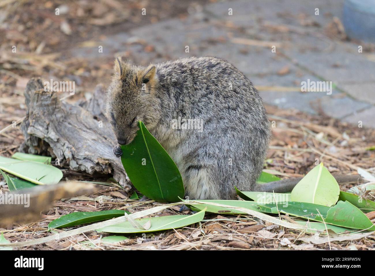 Quokka in the wild hi-res stock photography and images - Alamy