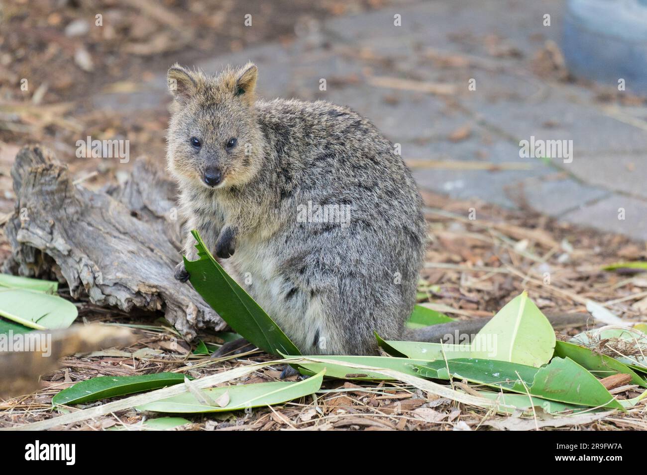 Quokka in the wild hi-res stock photography and images - Alamy