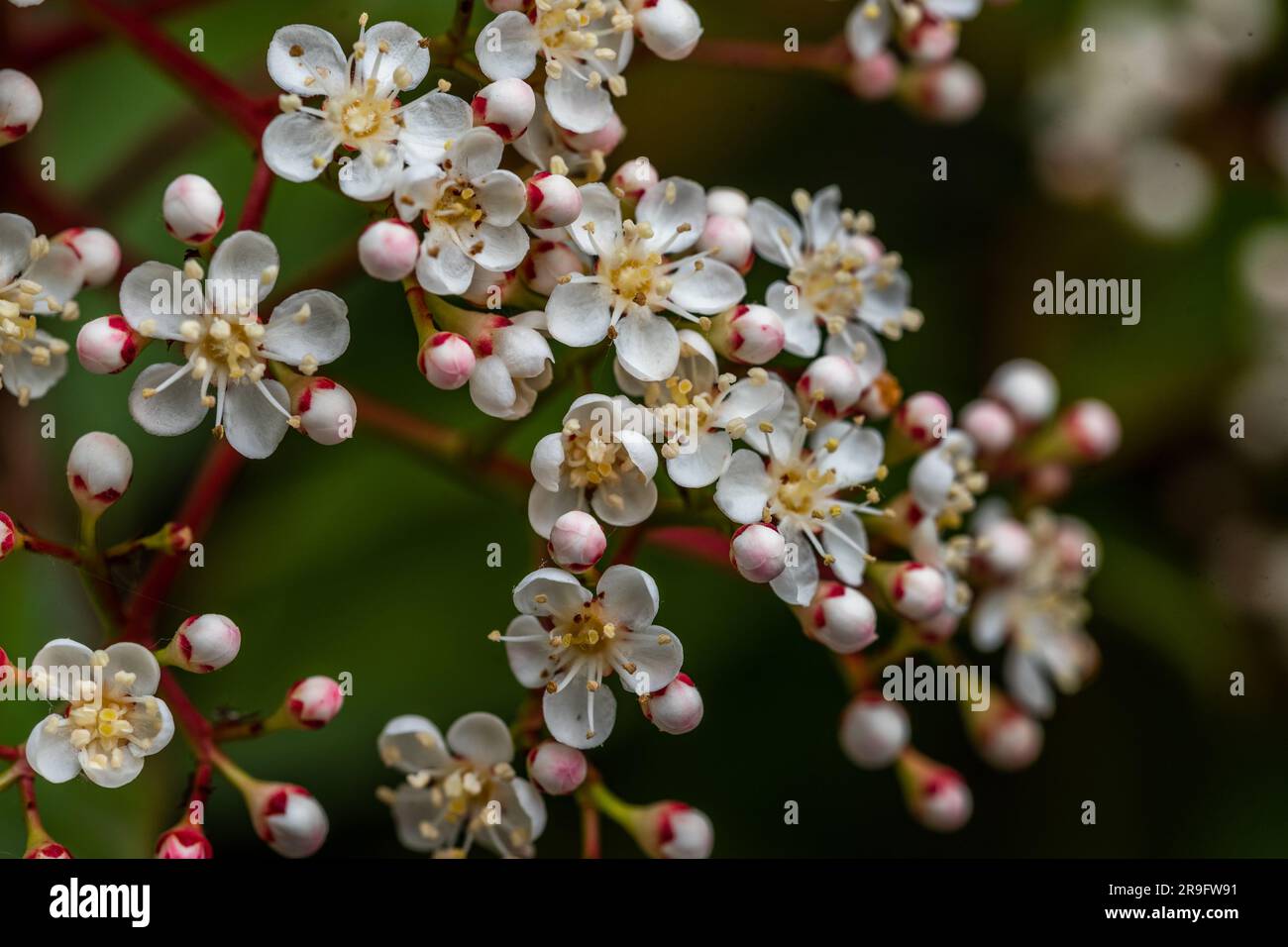 Flower of Photinia fraseri. Blooming Photinia fraseri, known as red tip ...