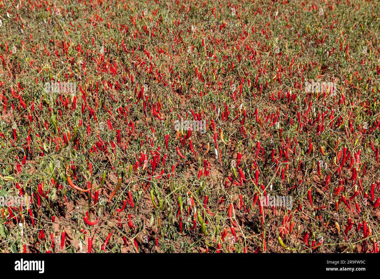 Chili pepper field asia hi-res stock photography and images - Alamy