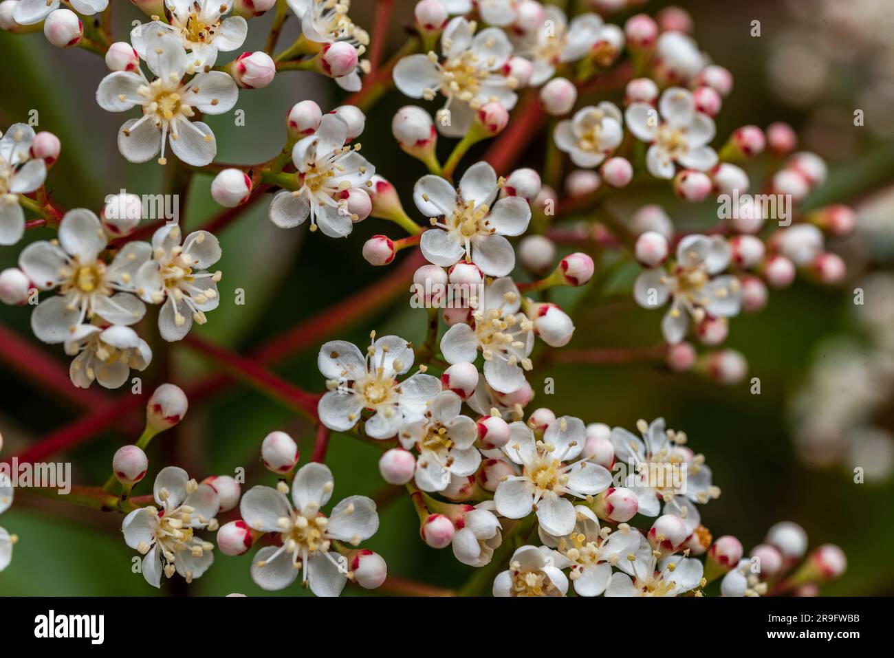 Flower of Photinia fraseri. Blooming Photinia fraseri, known as red tip ...