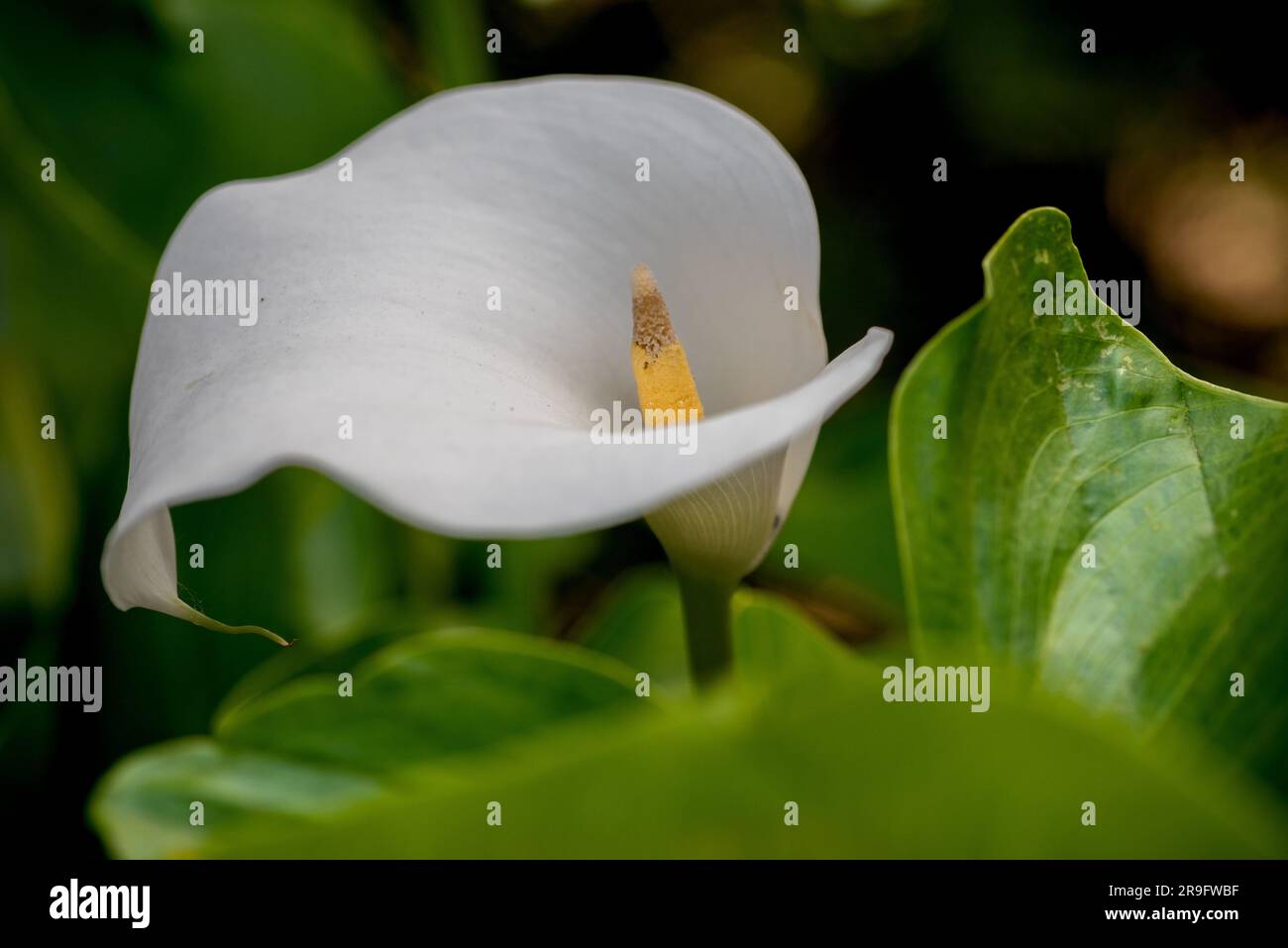 White flower of Zantedeschia. Zantedeschia is a genus of eight species ...