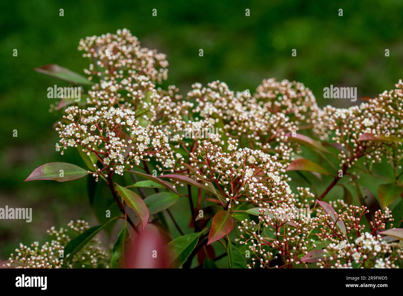 Flower of Photinia fraseri. Blooming Photinia fraseri, known as red tip ...