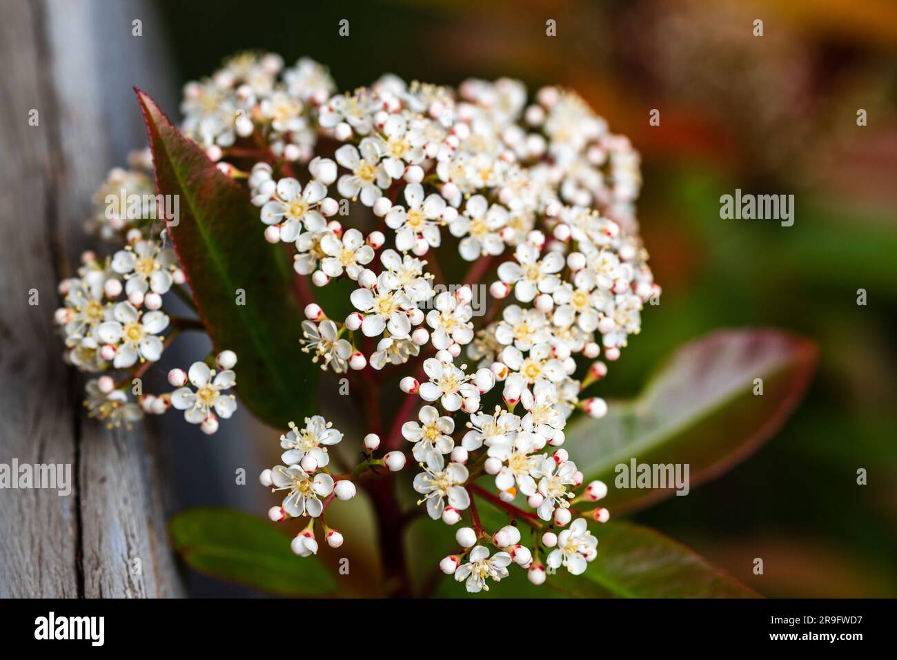 Flower of Photinia fraseri. Blooming Photinia fraseri, known as red tip ...
