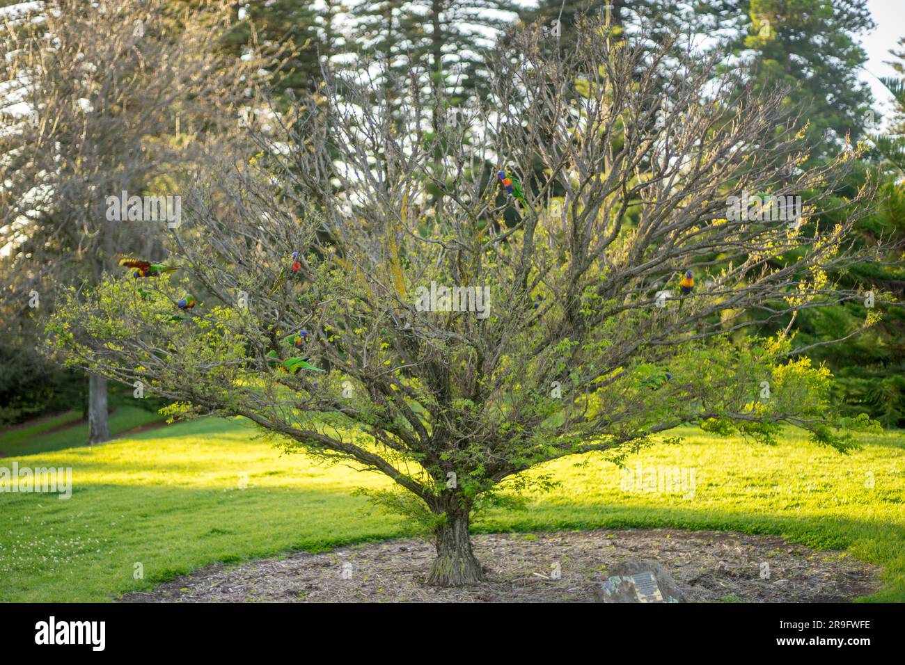 Colorful Parrots in a tree in the Adelaide park Stock Photo - Alamy