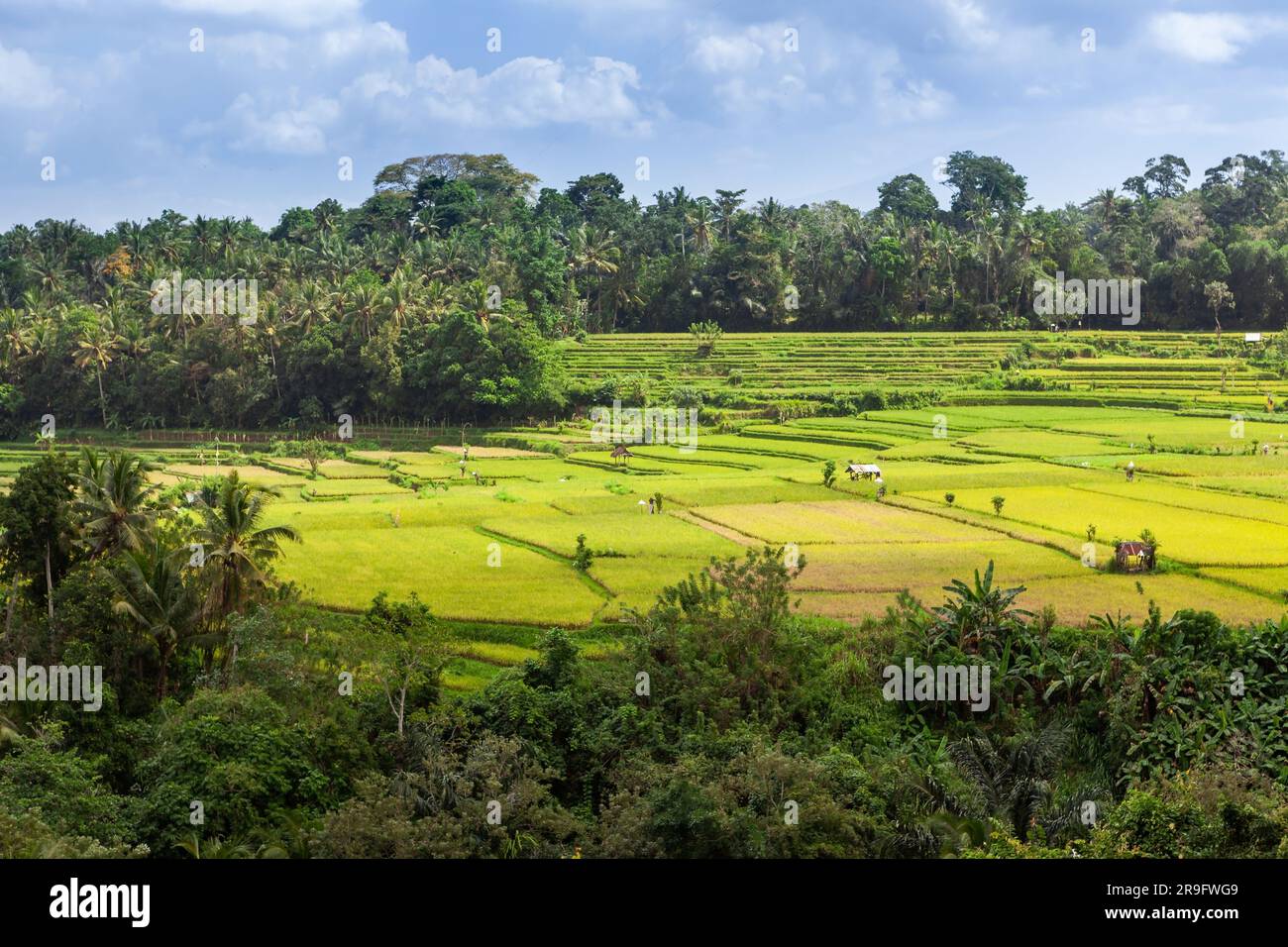 Green terrace rice fields at Bali island, Indonesia Stock Photo - Alamy