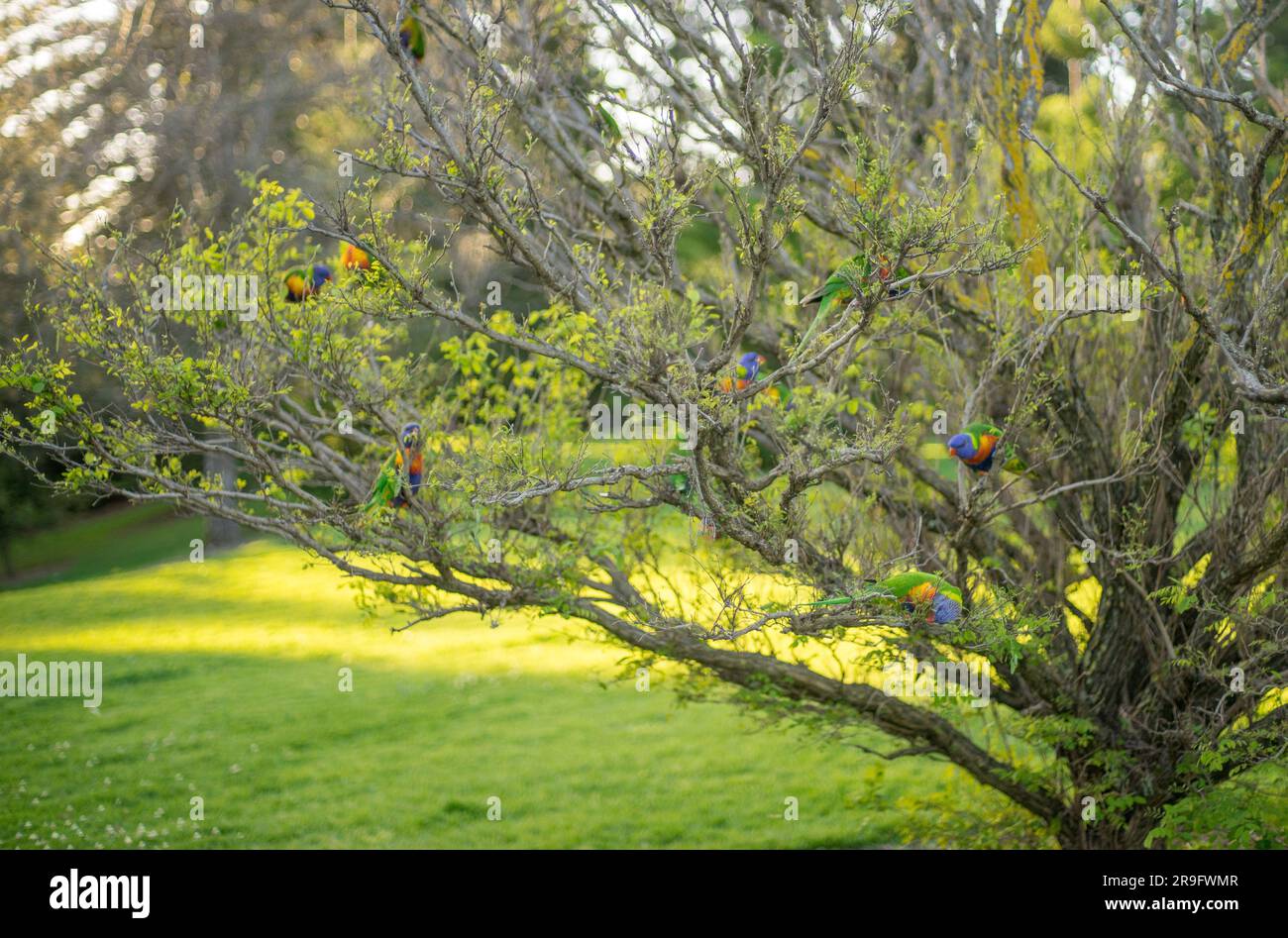 Parrots in a tree hi-res stock photography and images - Alamy