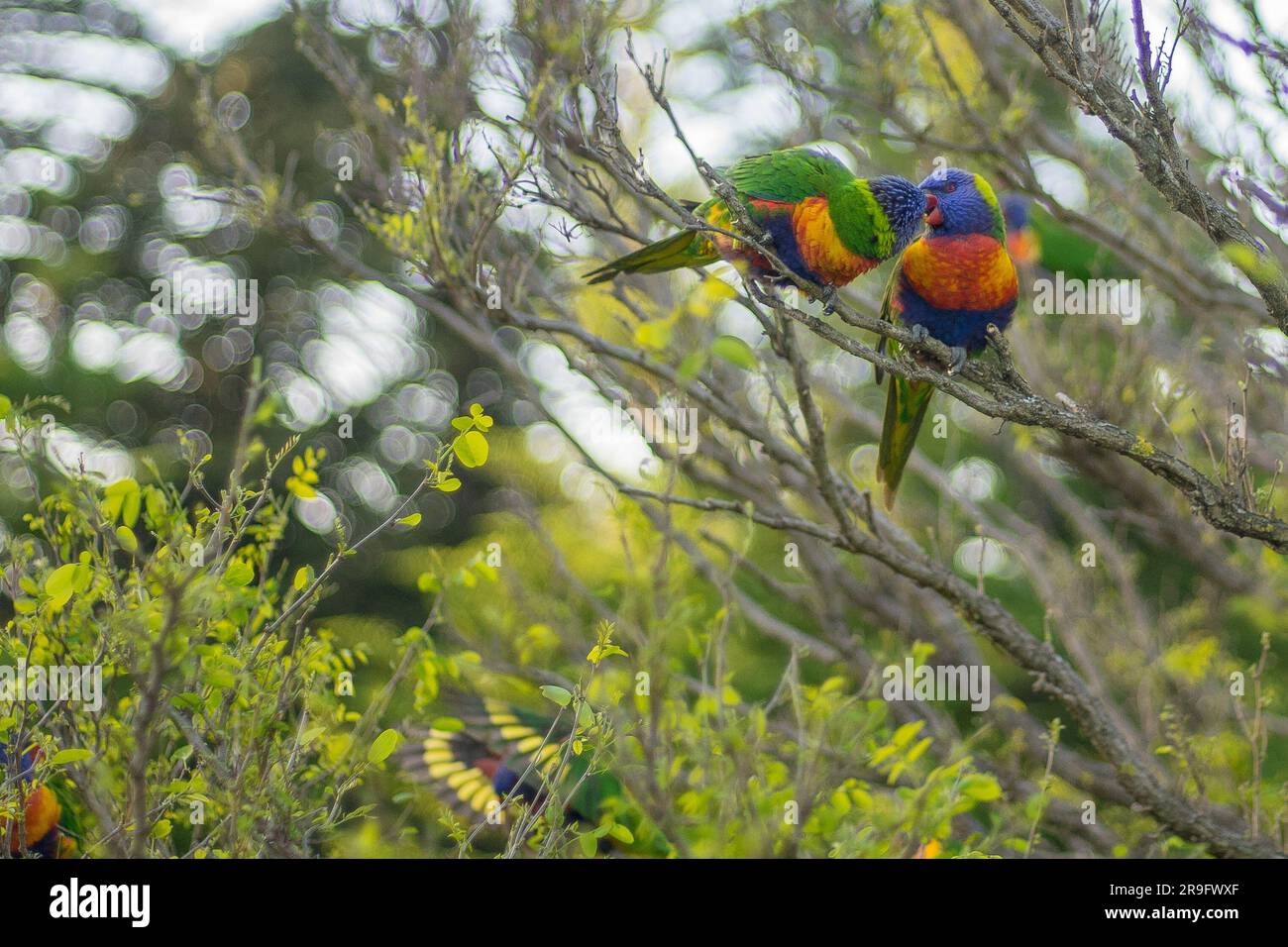 Colorful Parrots in a tree in the Adelaide park Stock Photo - Alamy