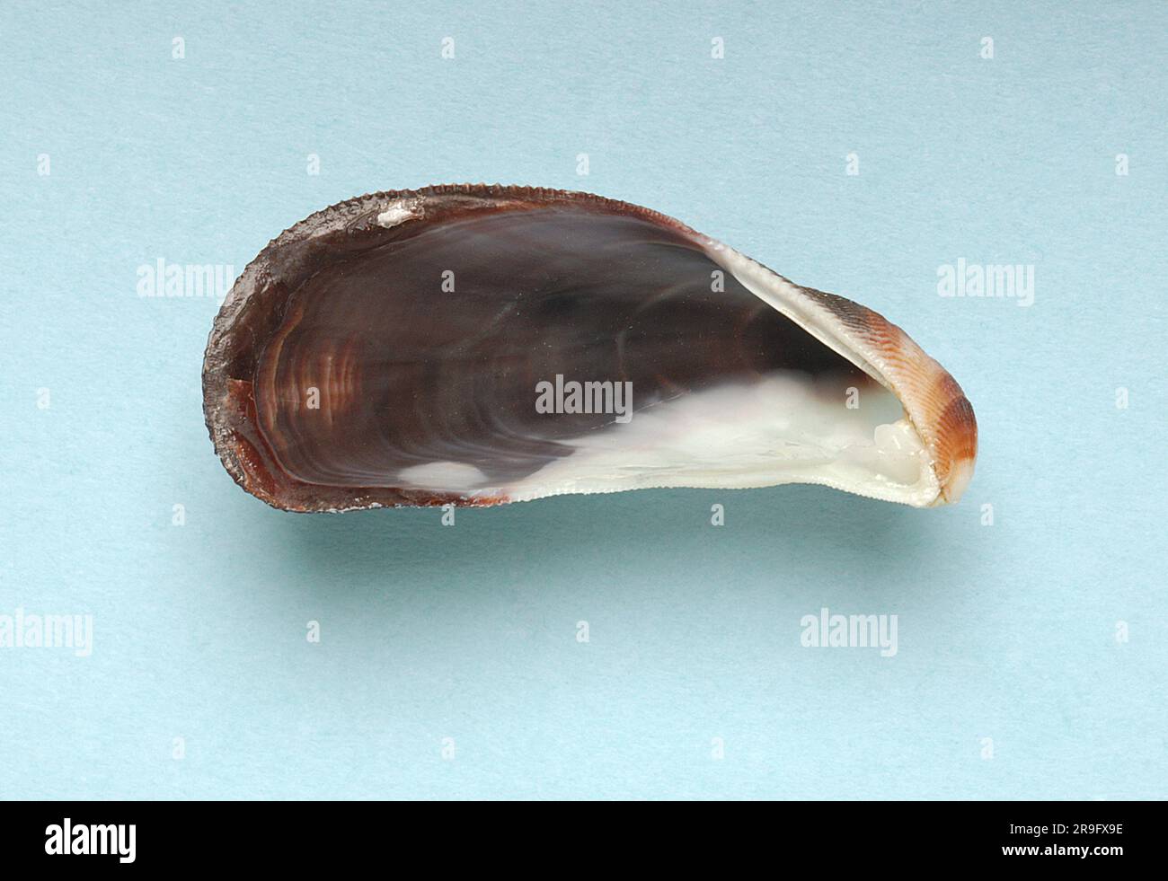 Perna viridis, Mytilidae Stock Photo - Alamy