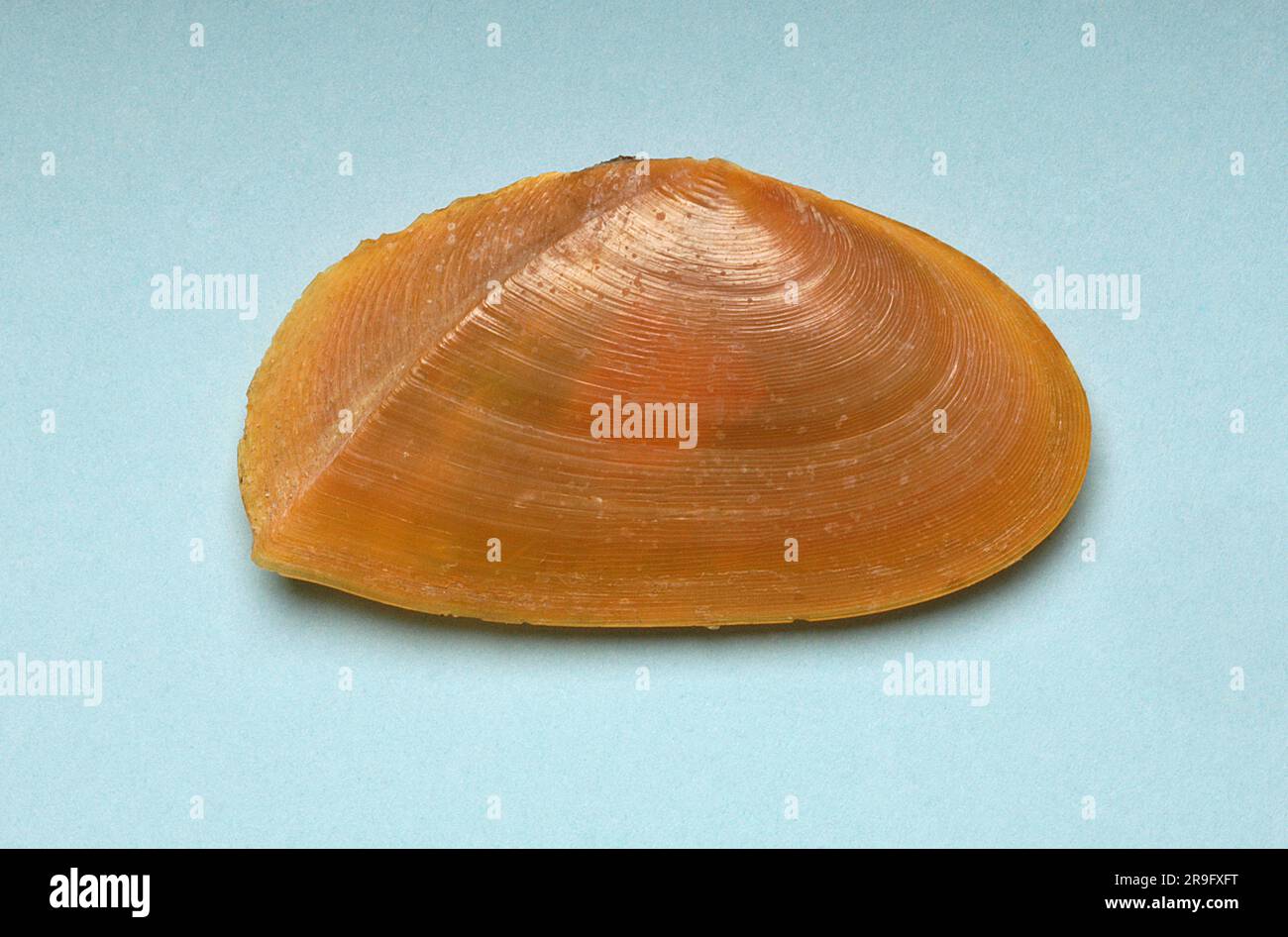 Tellina hi-res stock photography and images - Alamy