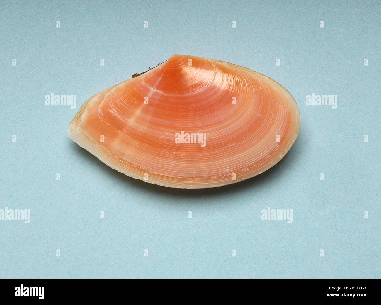 Tellina shells hi-res stock photography and images - Alamy