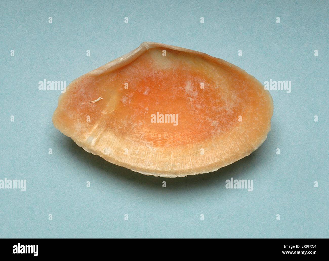 Tellina (Laciolina) incarnata, Tellinidae Stock Photo - Alamy