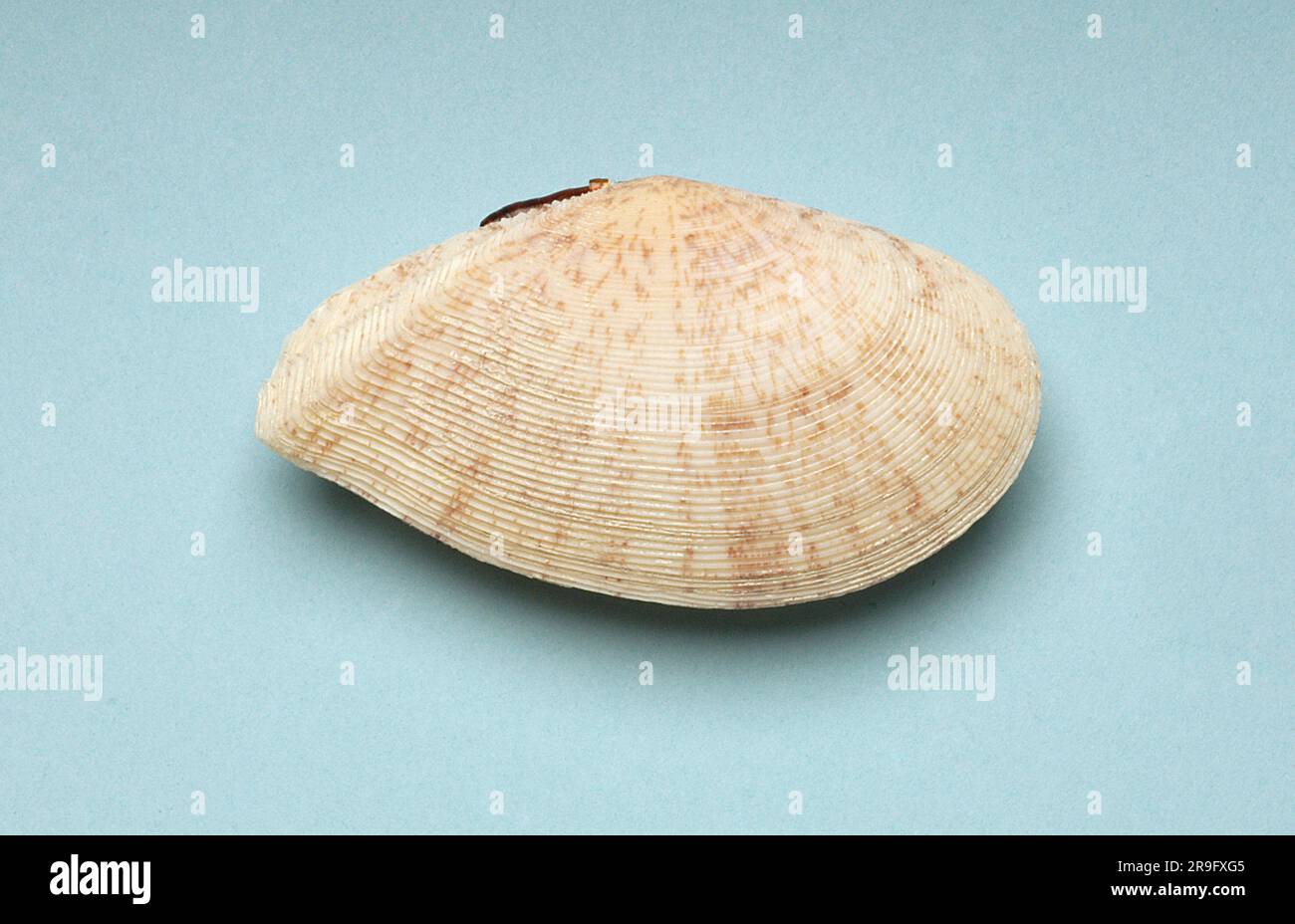 Tellina tellinella listeri hi-res stock photography and images - Alamy